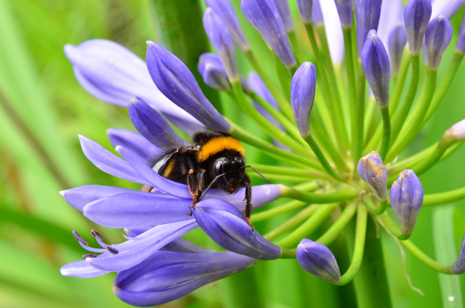 Download Animal Bee 4k Ultra HD Wallpaper