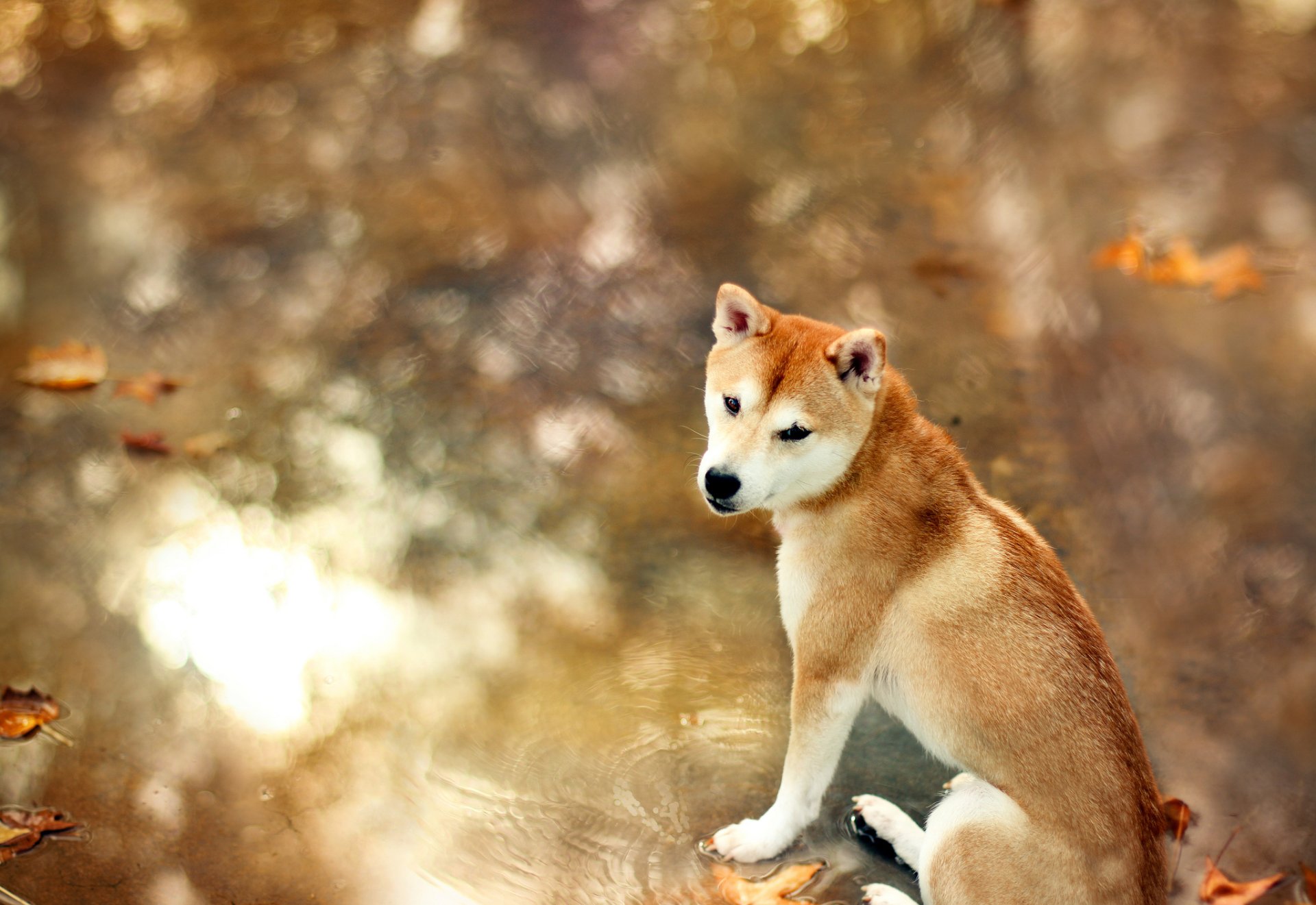 Download Animal Shiba Inu HD Wallpaper by Jessica Trinh