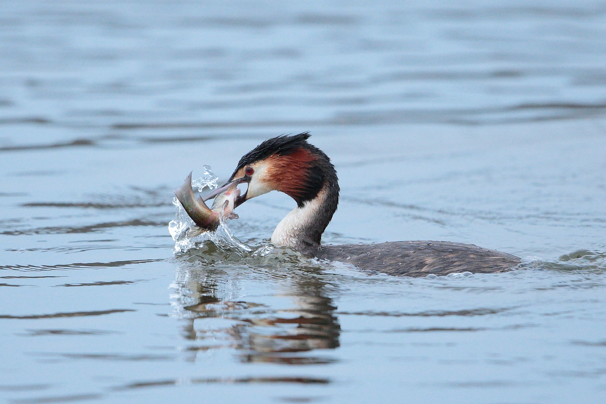 Pied-billed Grebe (podilymbus podiceps)