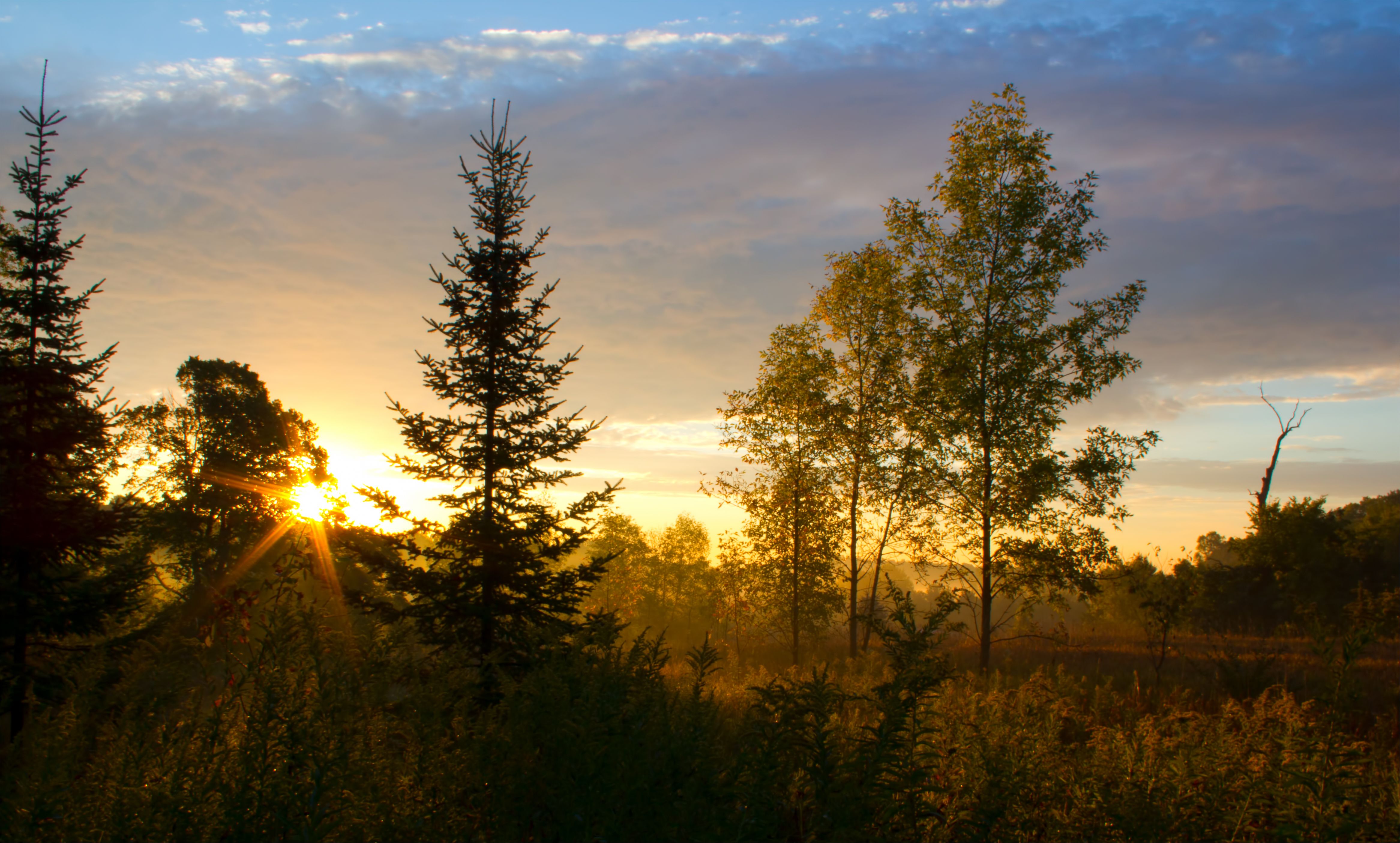 Download Light Nature Tree Fog Sunbeam Sunrise 4k Ultra HD Wallpaper