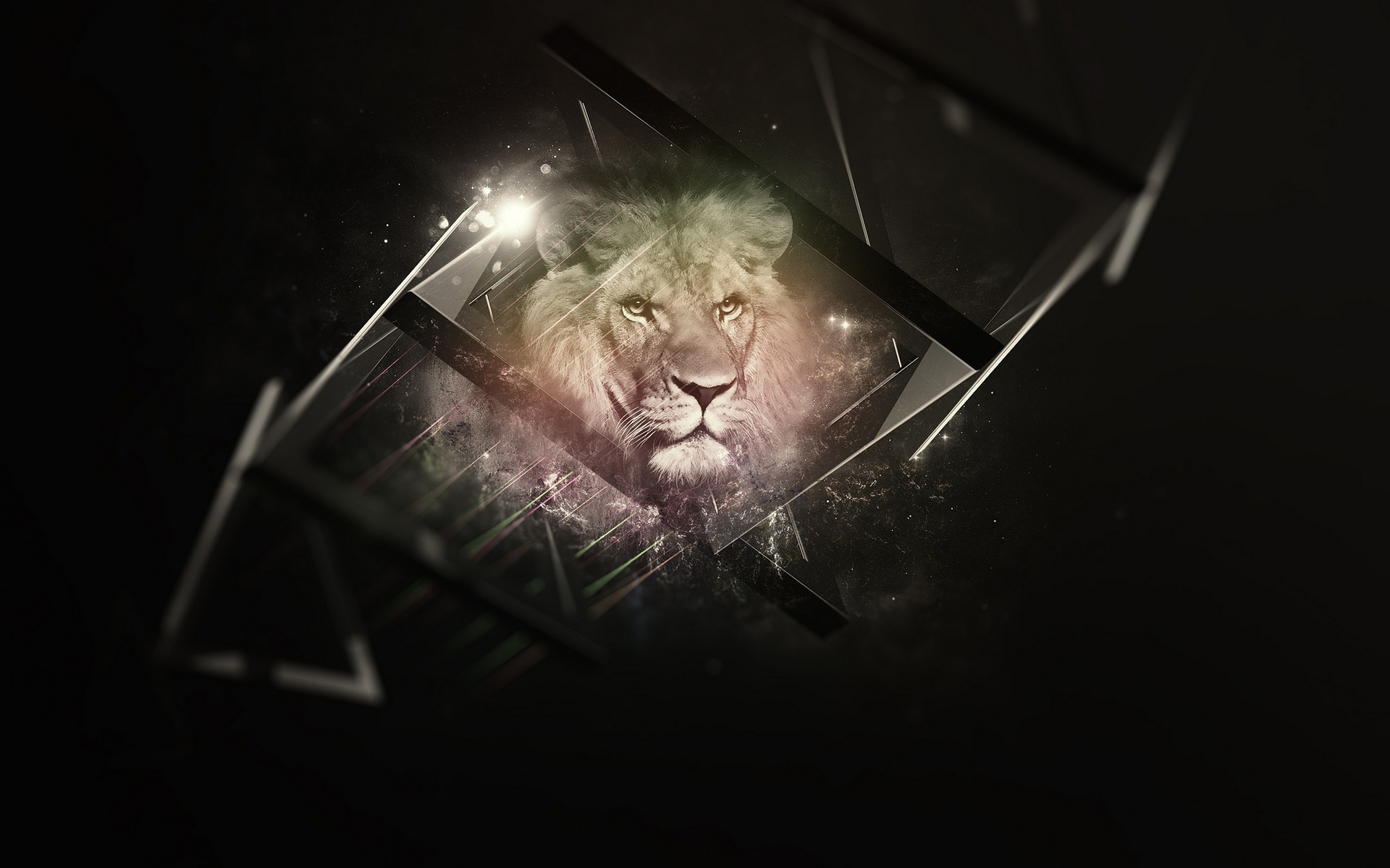 Download Animal Lion HD Wallpaper