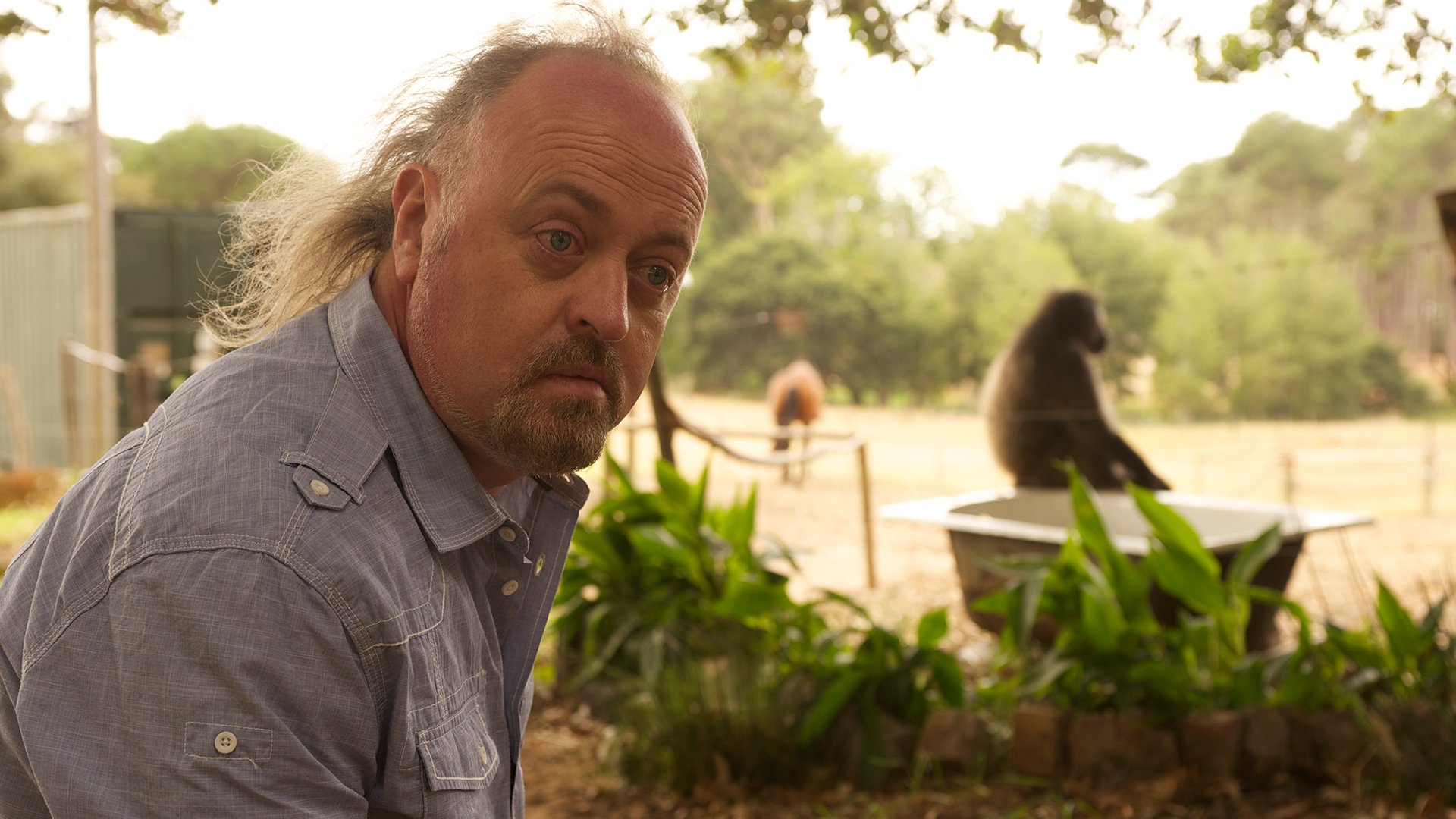 Download TV Show Baboons With Bill Bailey HD Wallpaper
