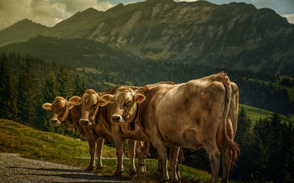 Brahman Bull HD Wallpaper | Background Image | 1920x1200 | ID:366544 ...