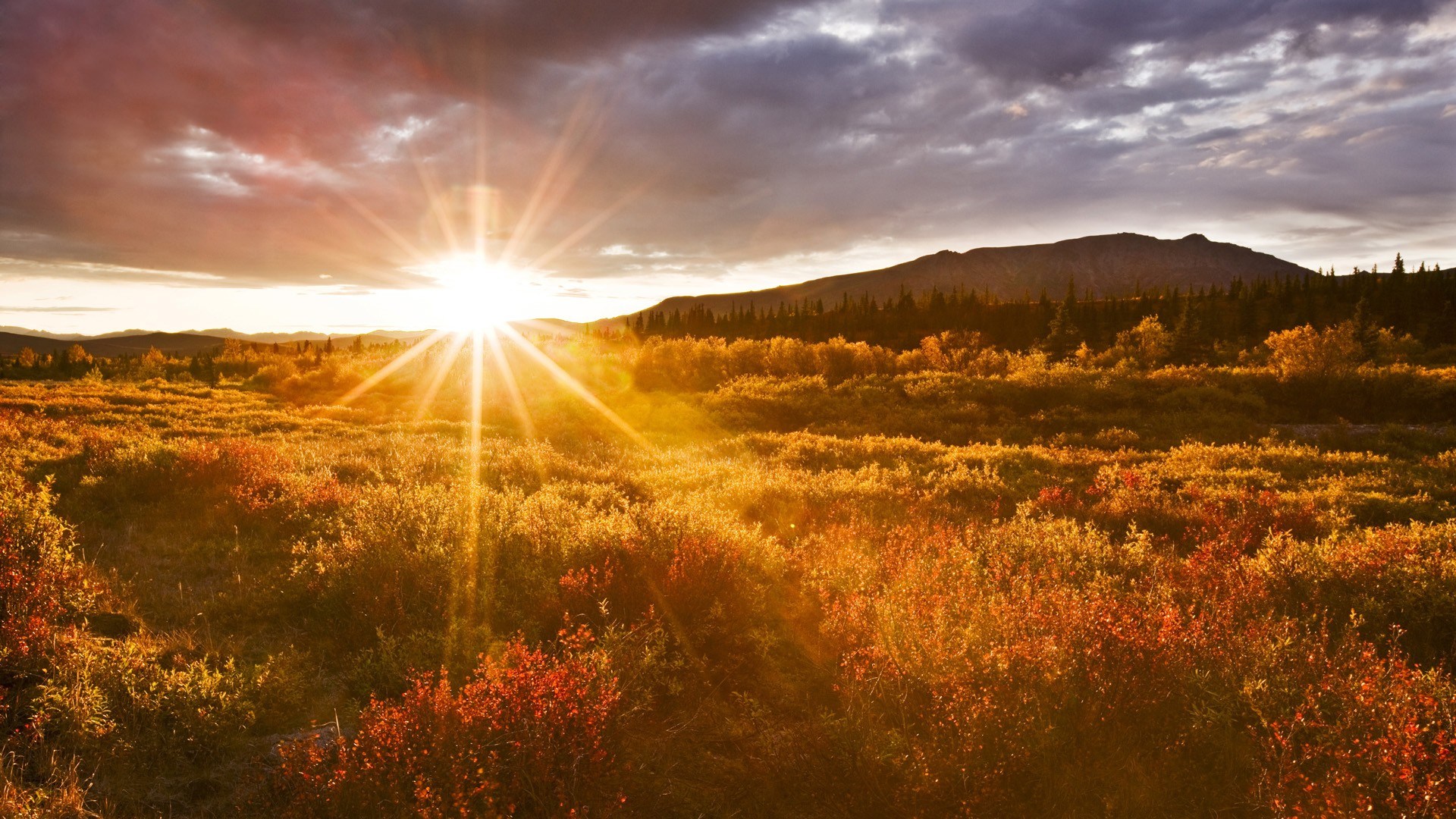 Download Nature Sunbeam HD Wallpaper