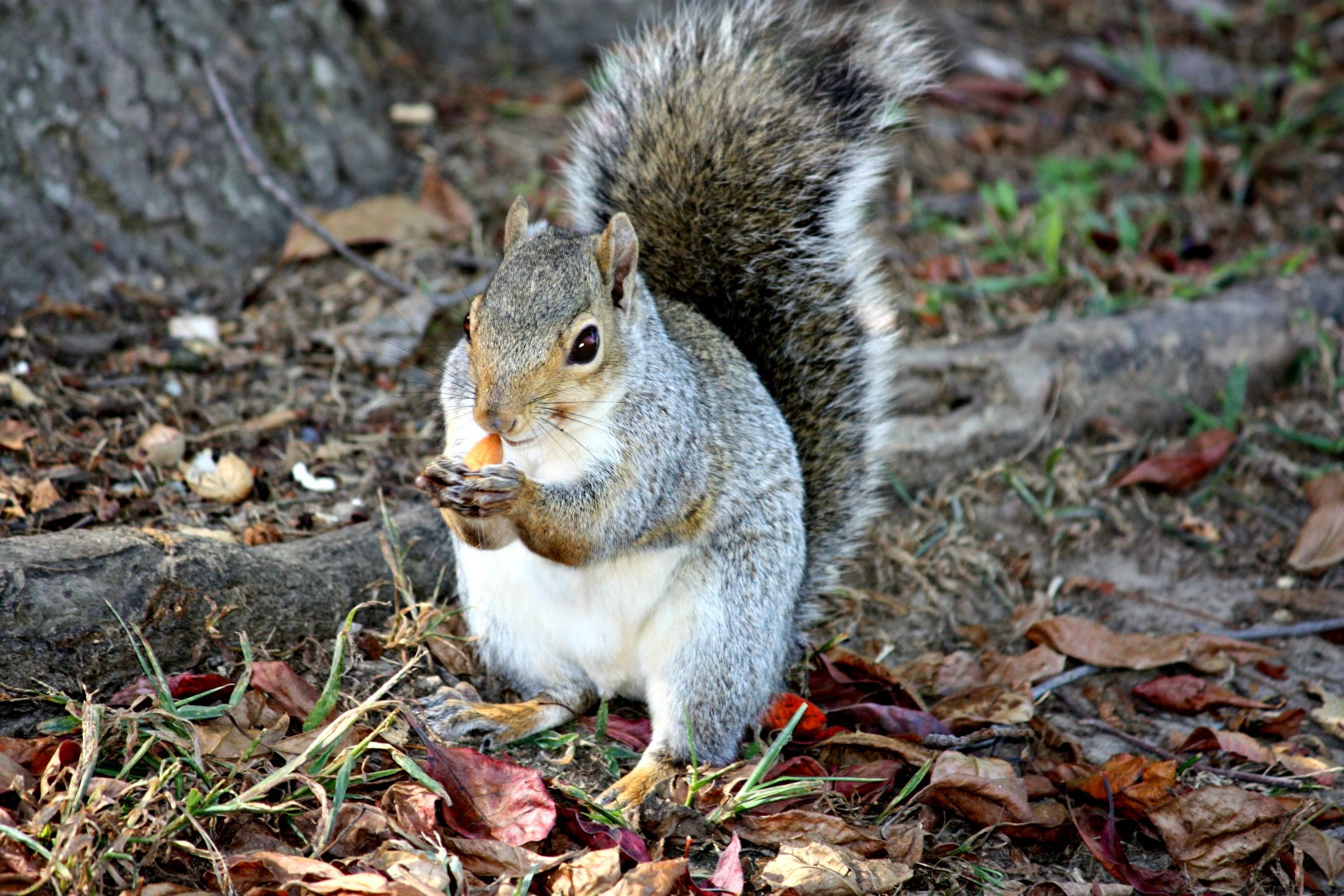 Download Nature Park Fall Gray Squirrel Animal Squirrel HD Wallpaper