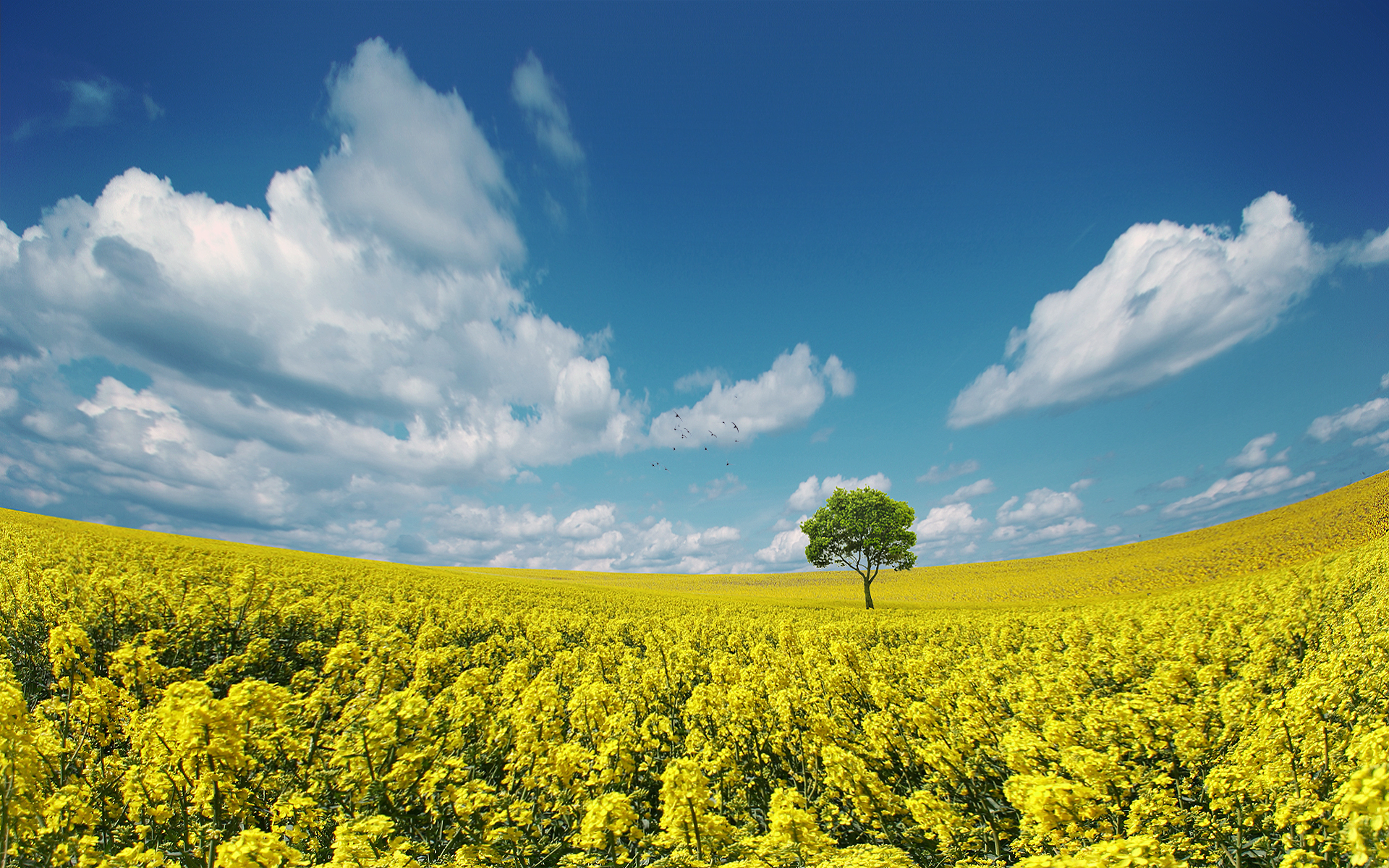 Download Nature Field HD Wallpaper