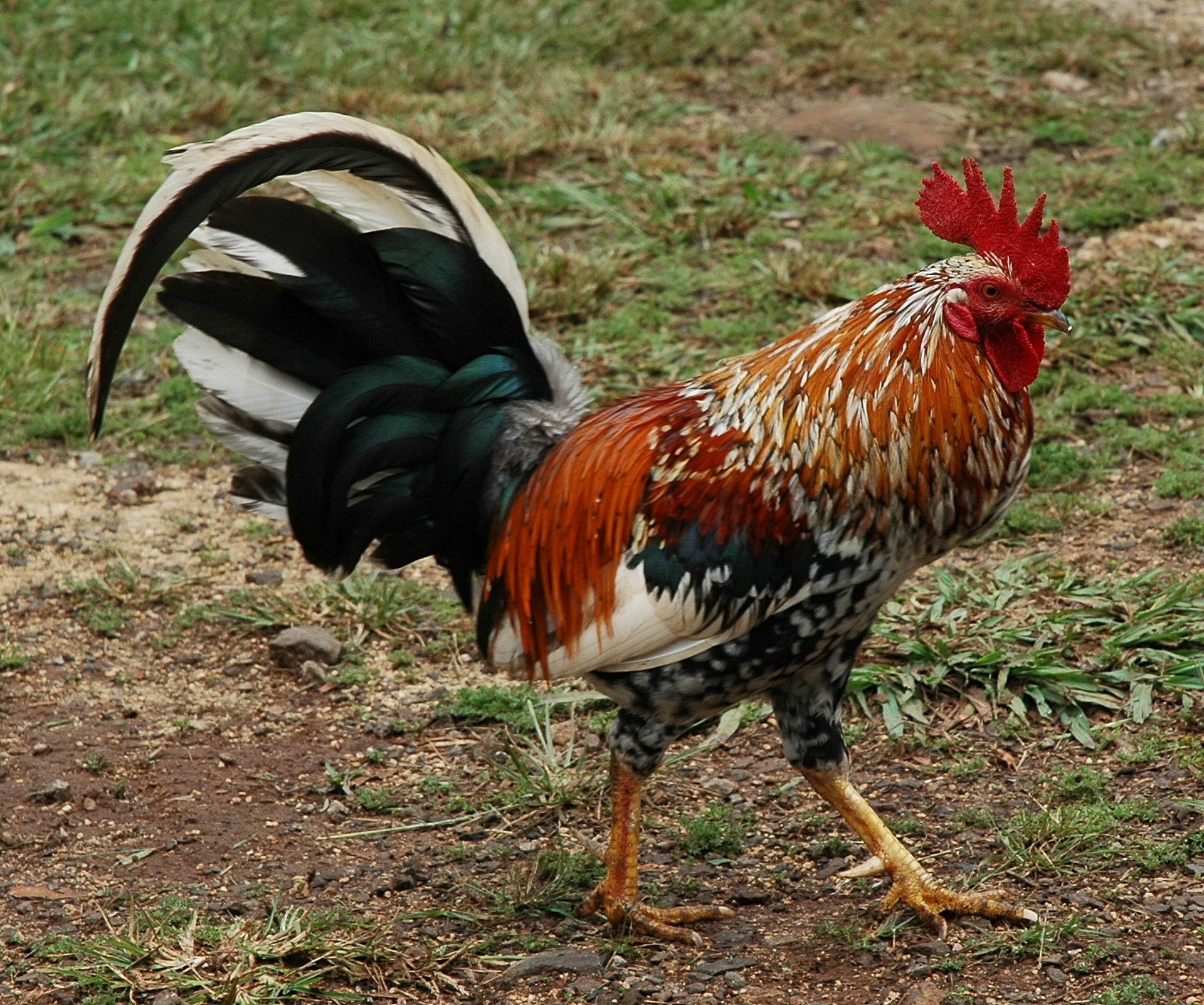 Download Animal Rooster HD Wallpaper