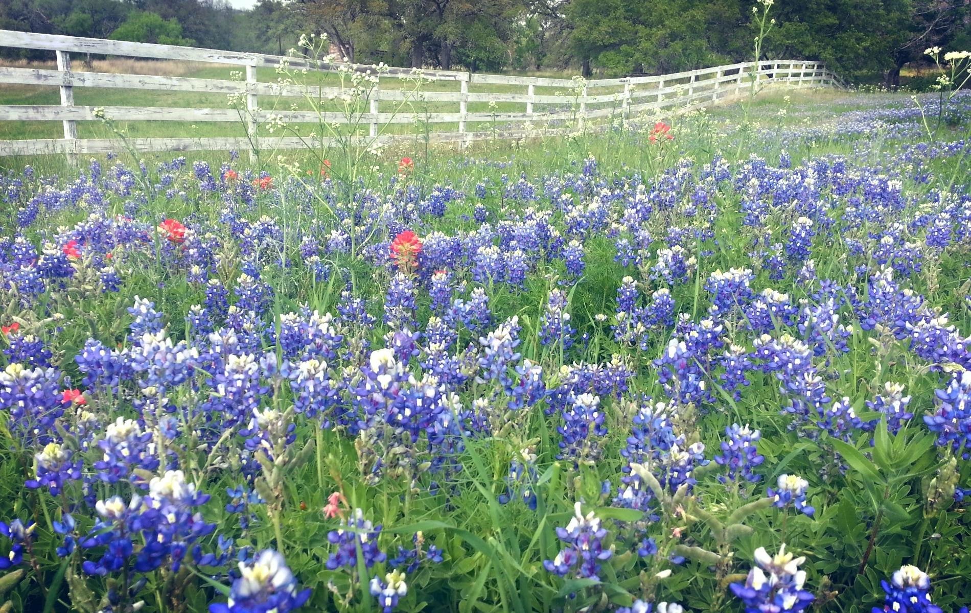 Download Fence Purple Flower Nature Texas Bluebonnets Wallpaper