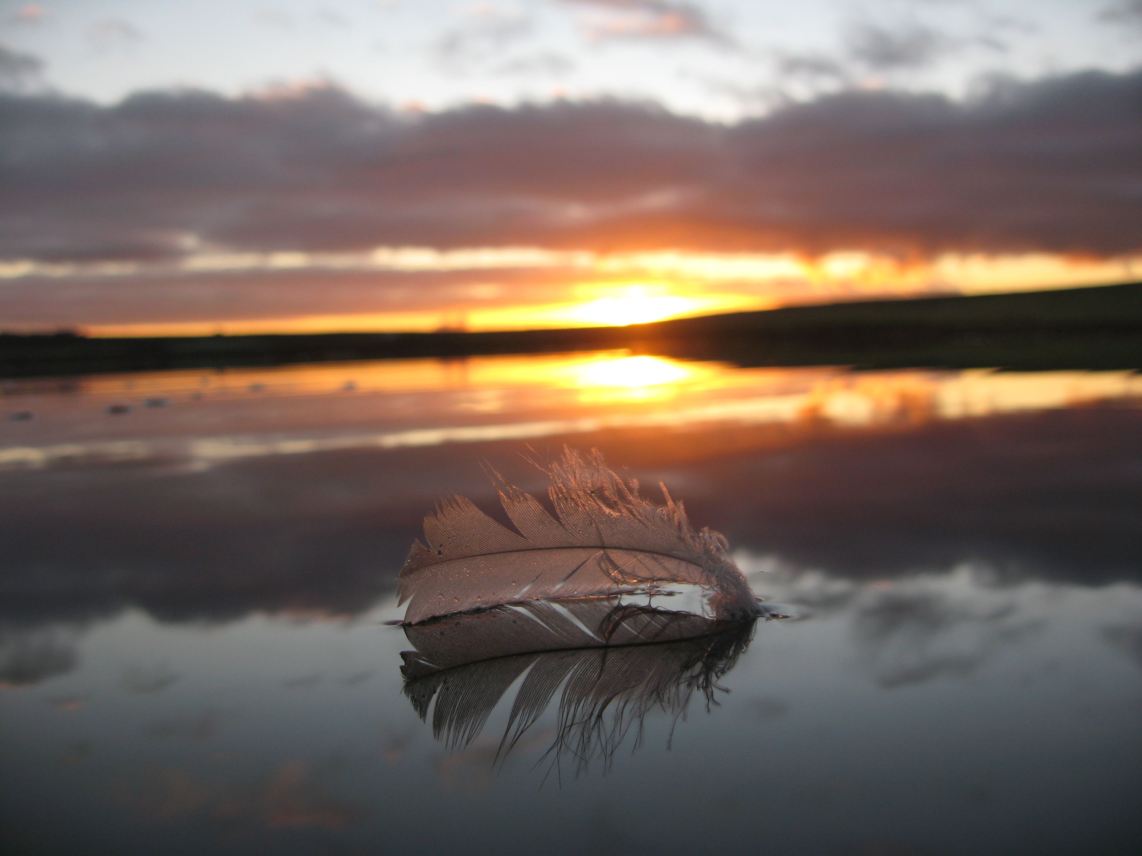 Download Reflection Water Sunset Photography Feather HD Wallpaper