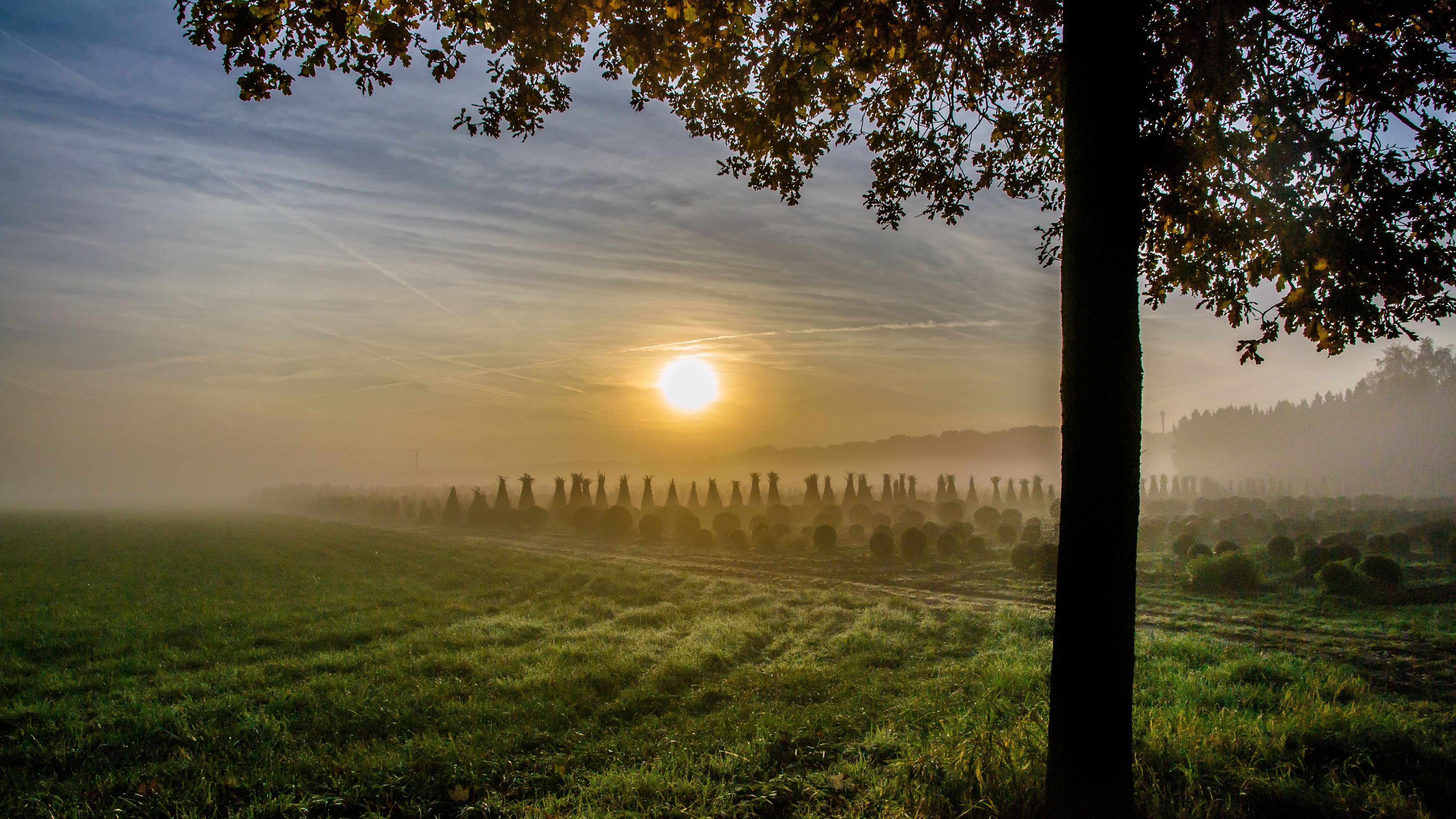 Download Landscape Path Field Tree Sunrise Nature Fog 4k Ultra HD Wallpaper