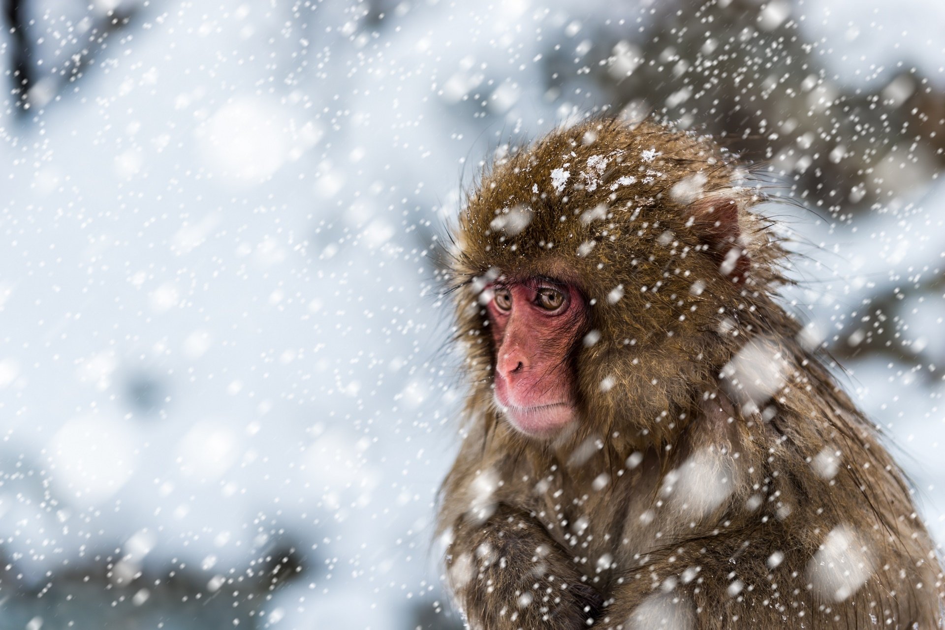 Download Monkey Animal Japanese Macaque Snow Monkey HD Wallpaper ...