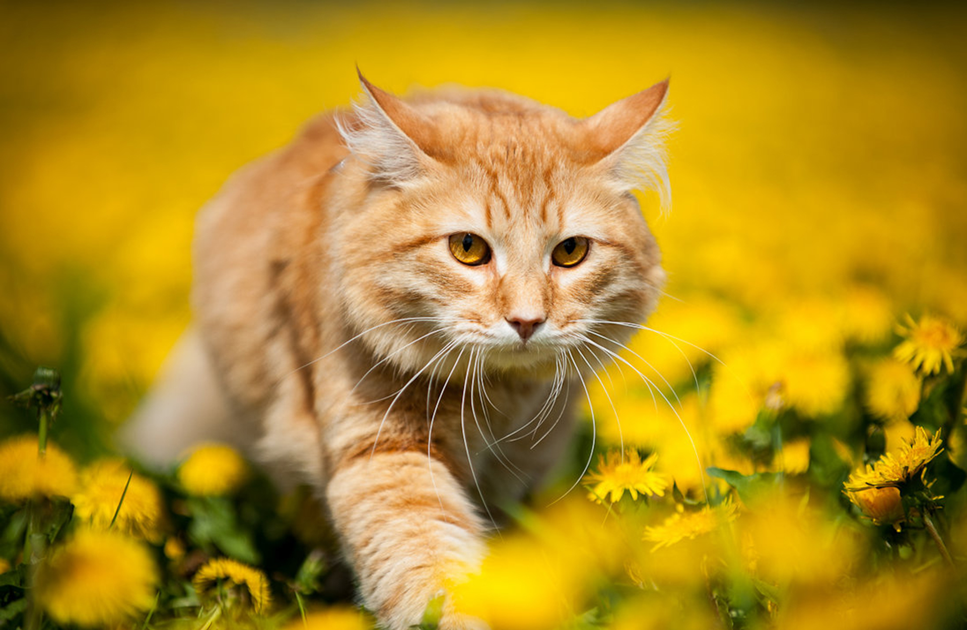 Spring Dandelion Dreams: An HD Wallpaper of a Playful Cat