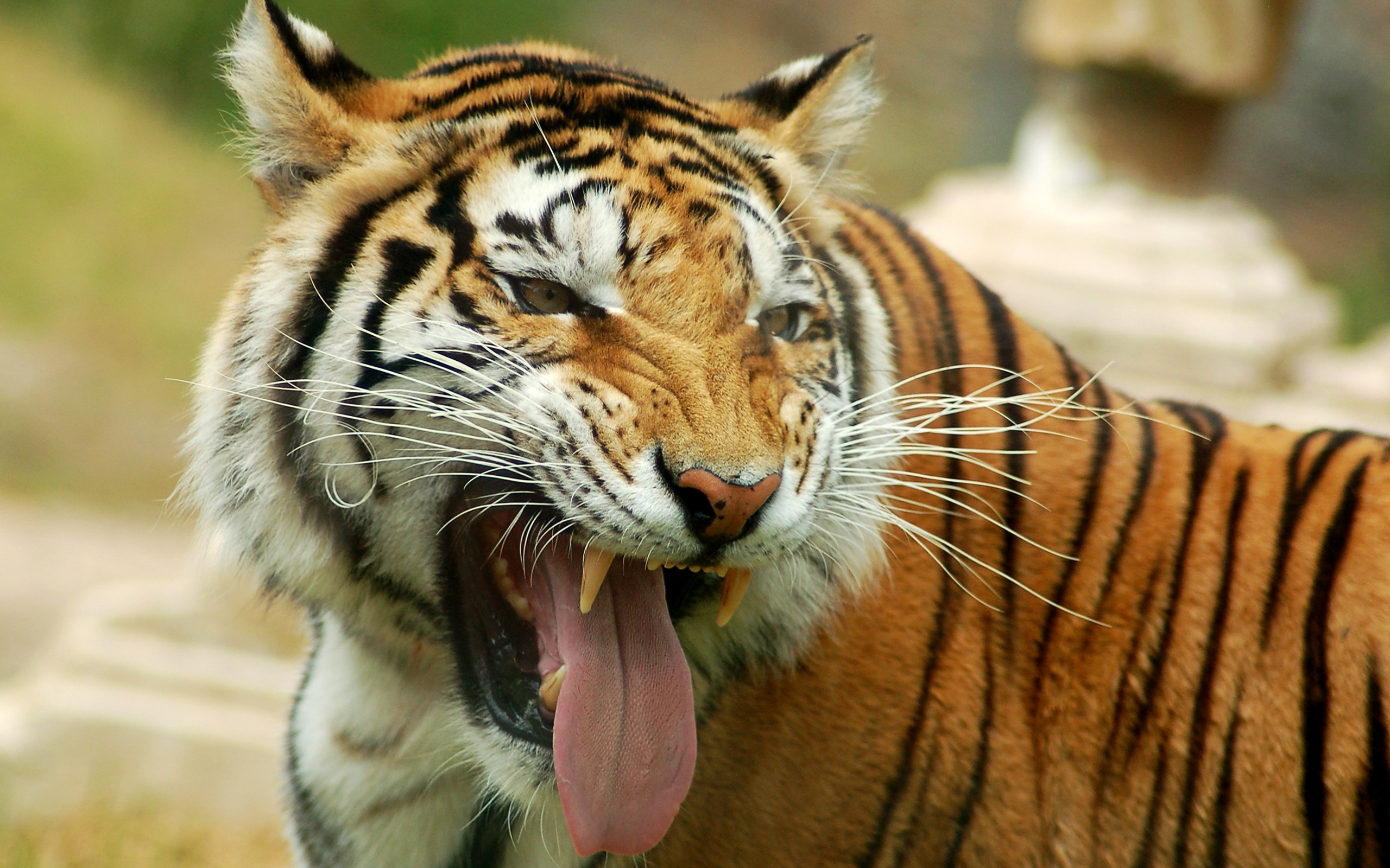 Animal Tiger HD Wallpaper