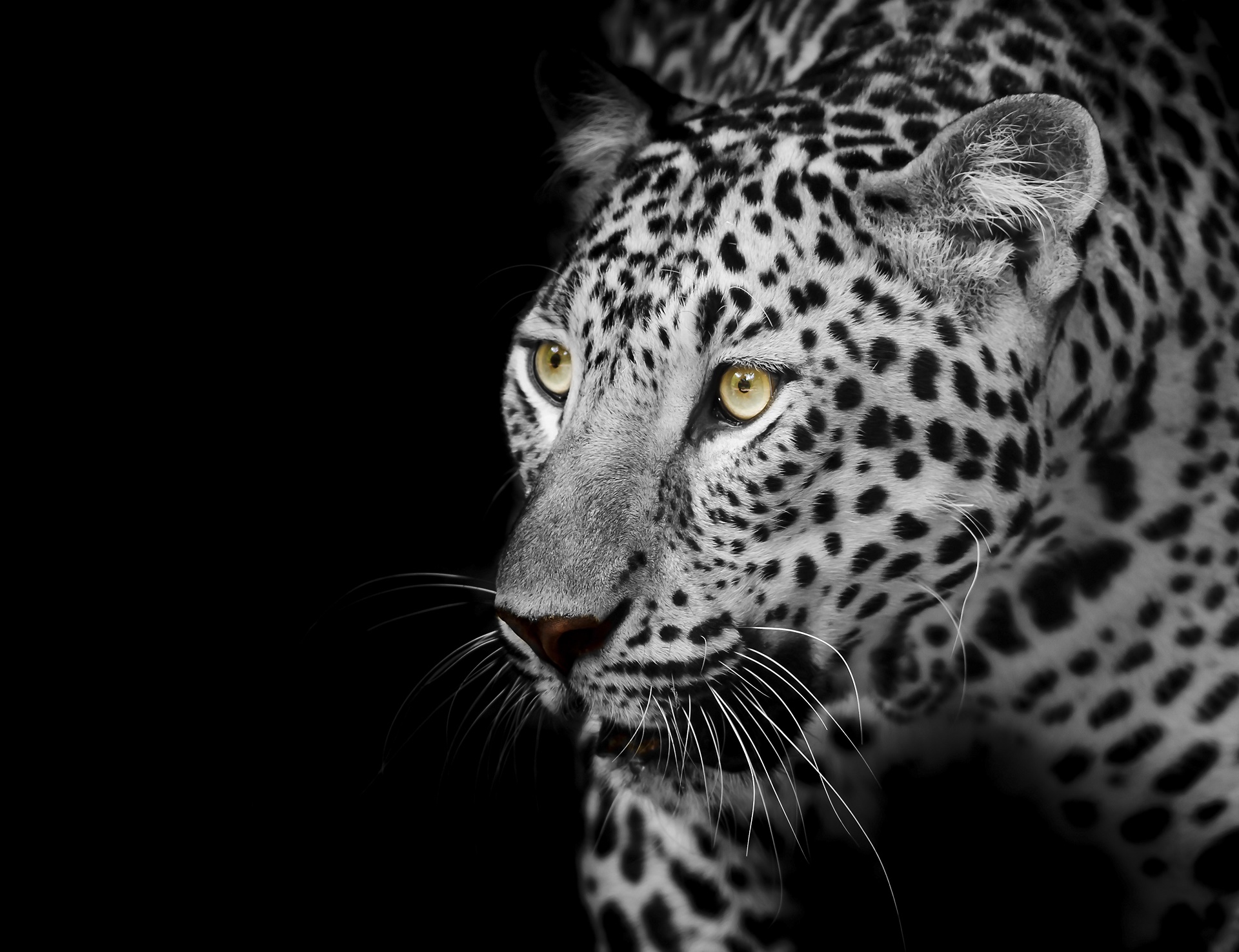 Animales Leopardo Fondo de Pantalla