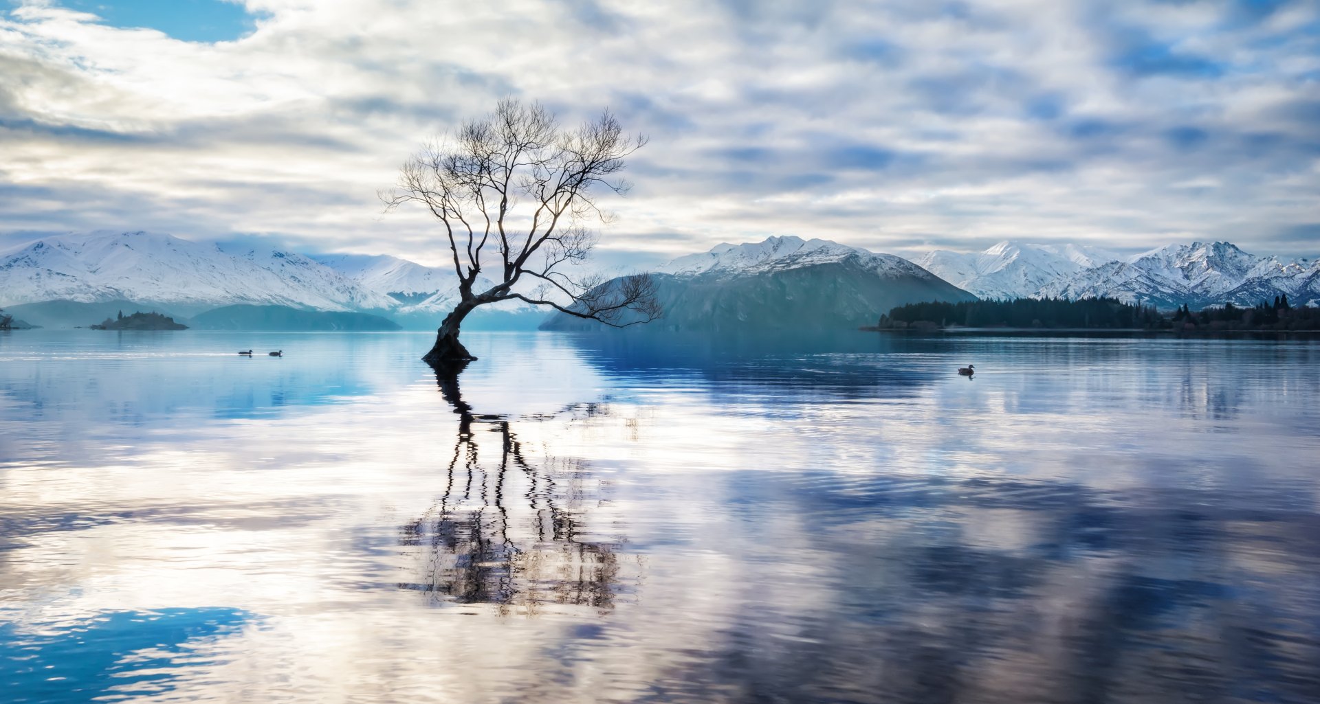 Lonely Tree Reflection: HD Wallpaper of Lake Wanaka's Tranquil ...