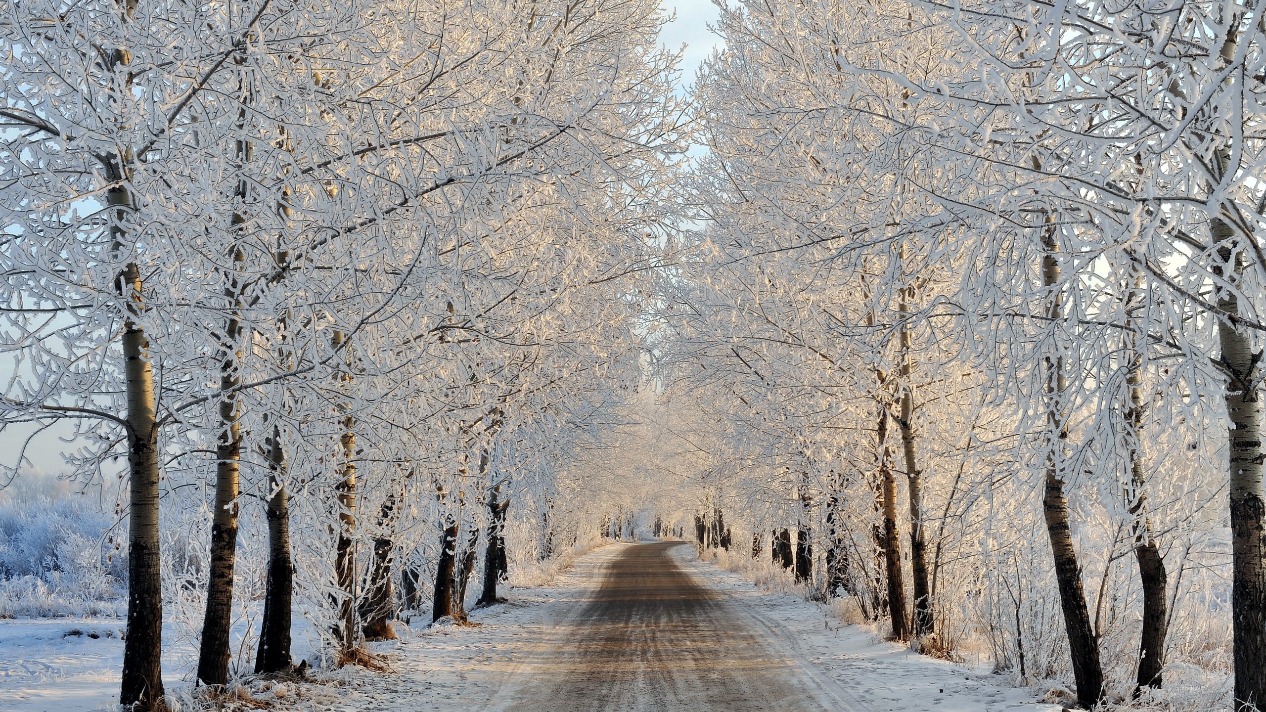 Winter Road Through Snow-Covered Trees – Stunning Nature Photography HD ...