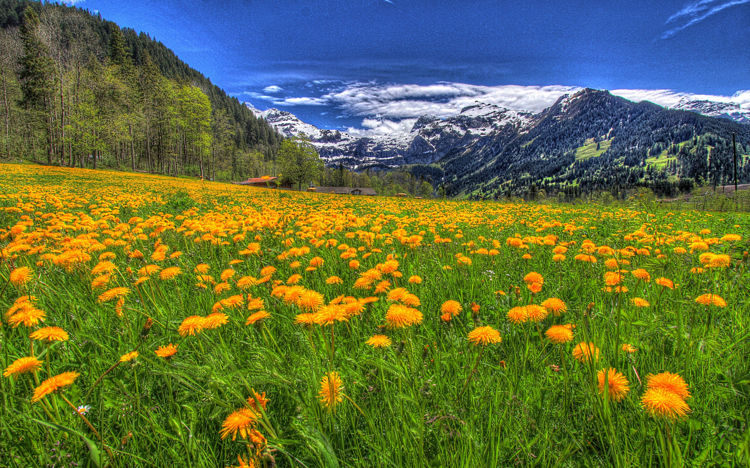 Download Mountain Dandelion Field Nature Landscape HD Wallpaper