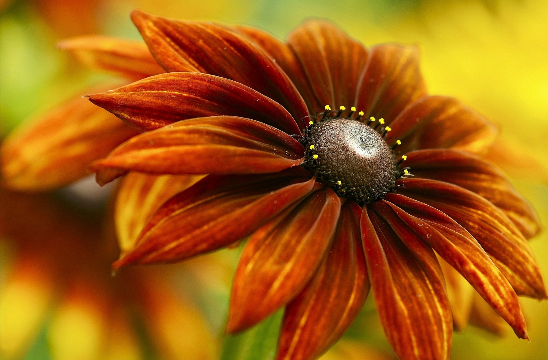 Download Close-up Orange (Color) Daisy Nature Flower HD Wallpaper