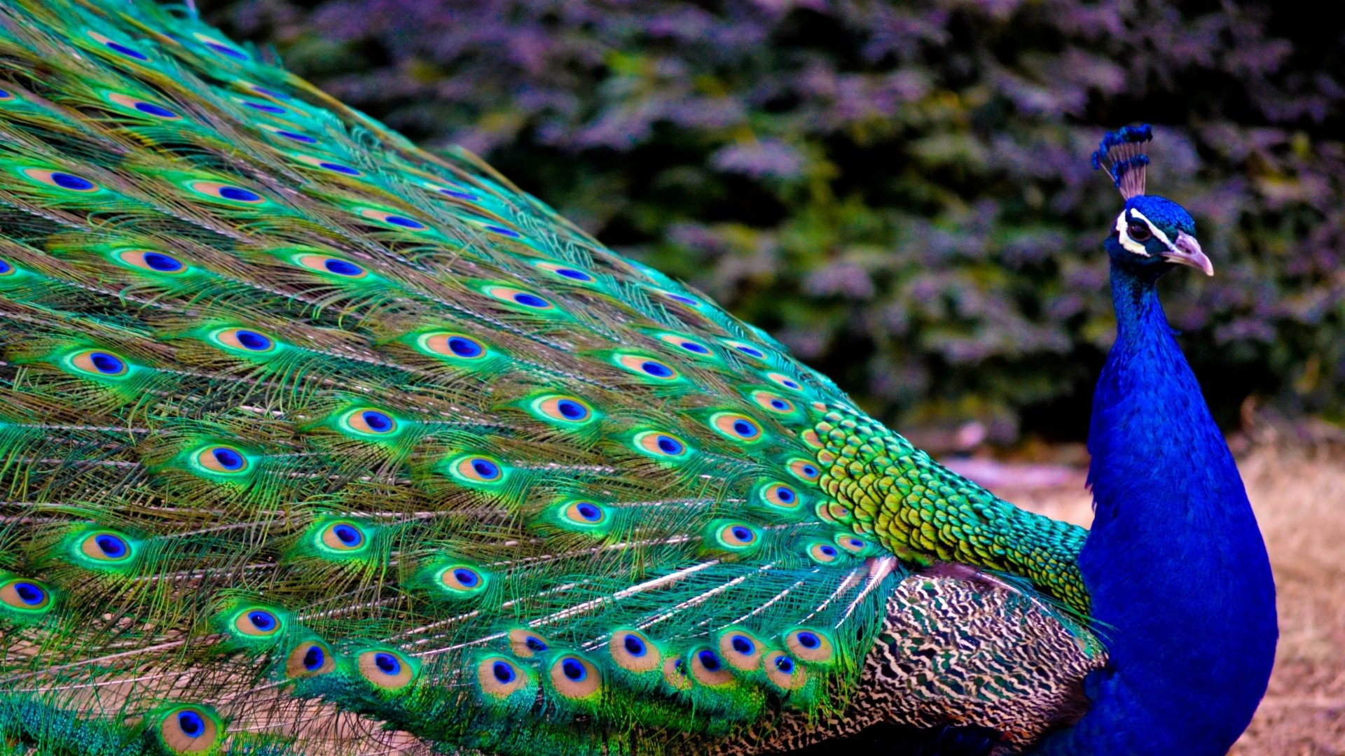 Colorful Peacock HD Wallpaper