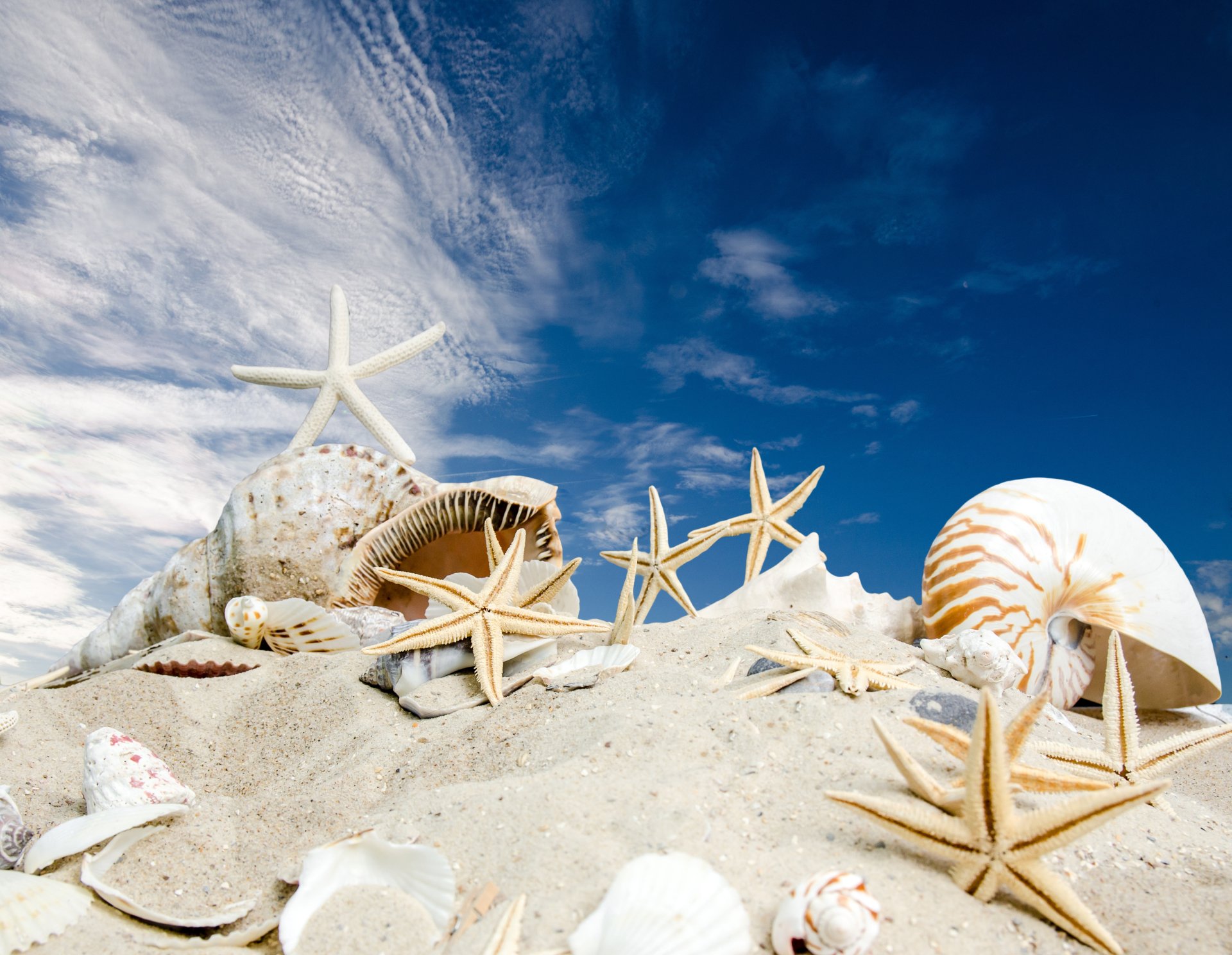 Download Summer Starfish Sand Nature Shell 4k Ultra HD Wallpaper