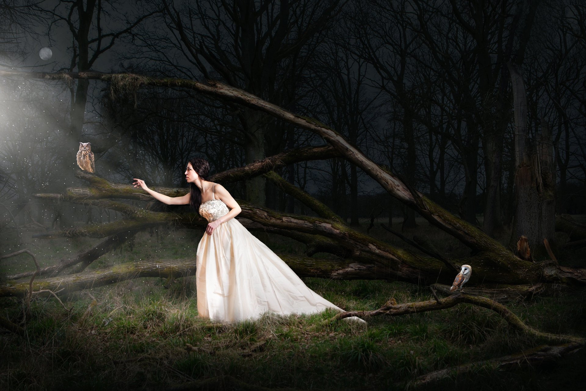 Moonlit Vigil: The Owl's Whisper | 2500x1667 | Wallpaper Abyss