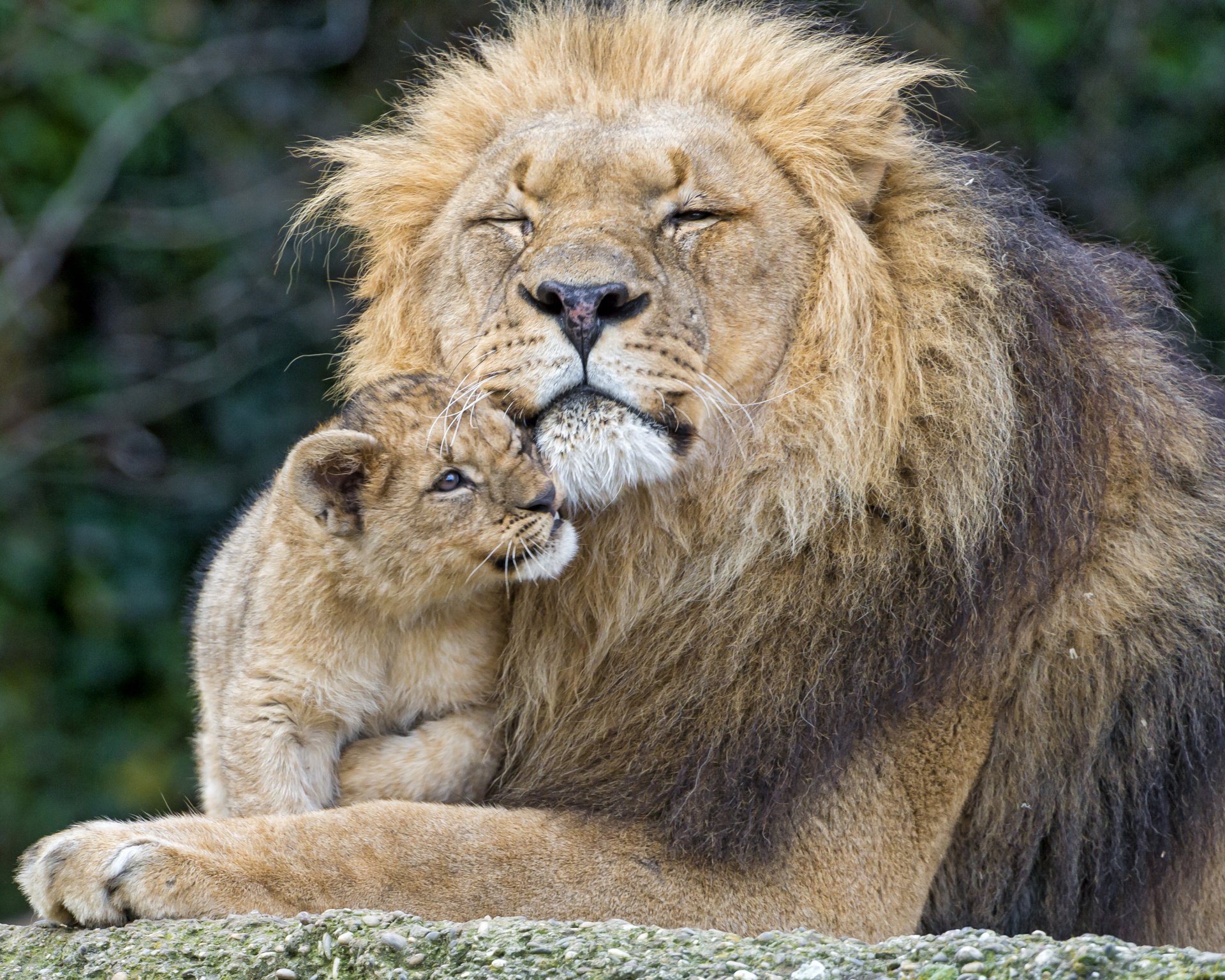 Download Love Cub Animal Lion HD Wallpaper