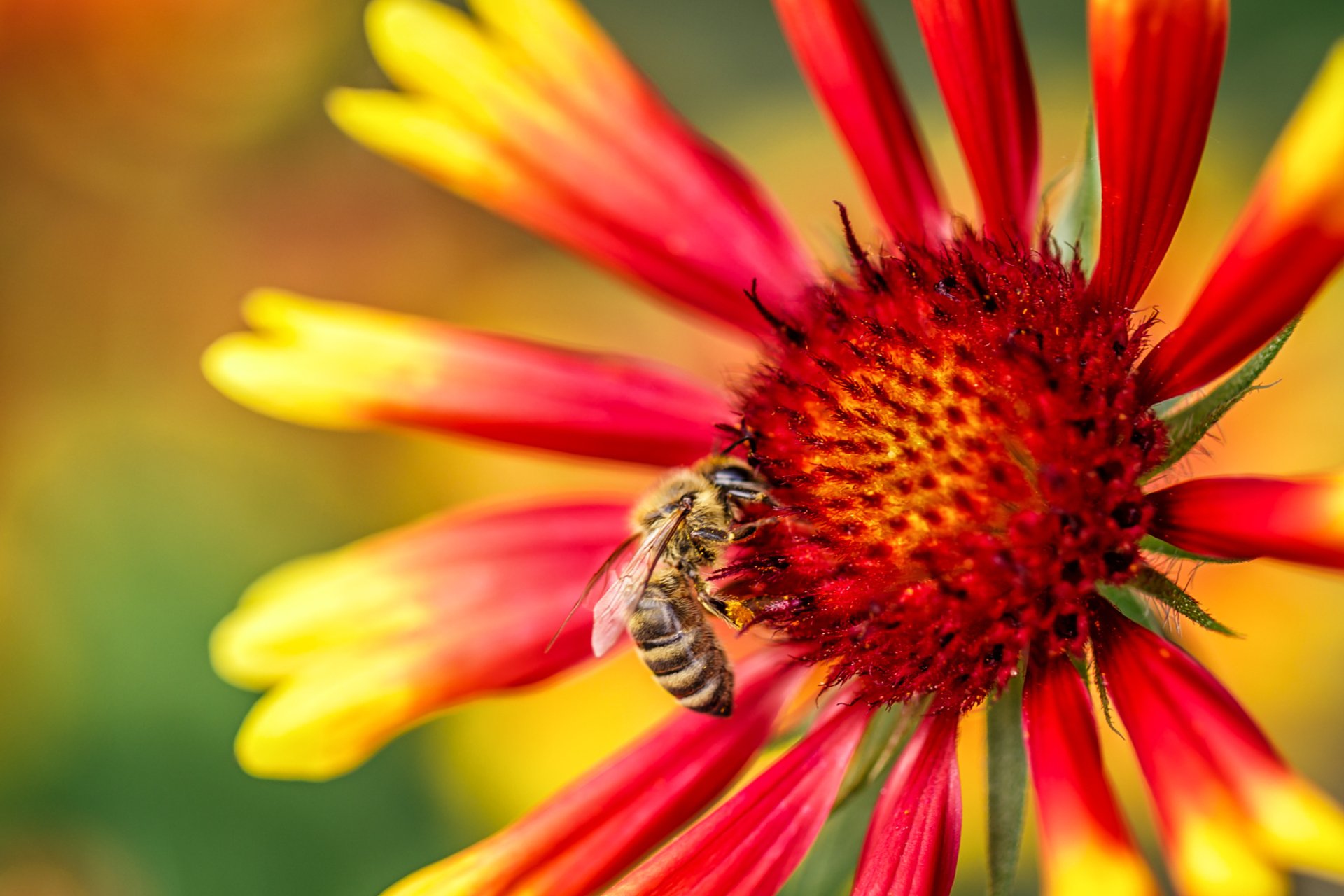 Download Nature Insect Macro Flower Animal Bee HD Wallpaper by Cosmin ...