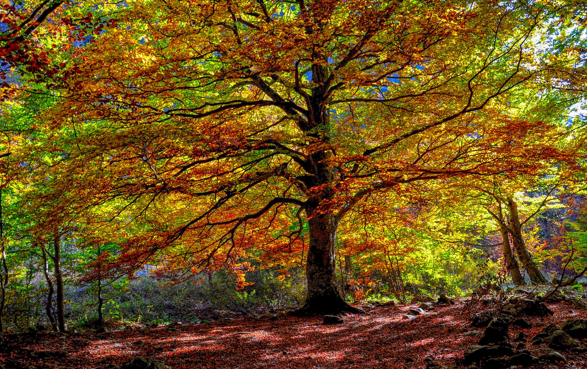 Vibrant Fall Tree in Nature – Stunning HD Wallpaper