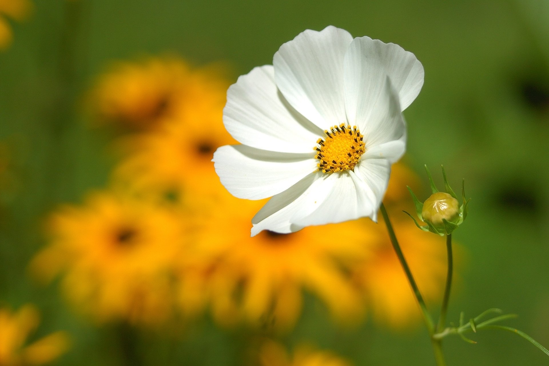 Download White Flower Blur Macro Nature Flower HD Wallpaper