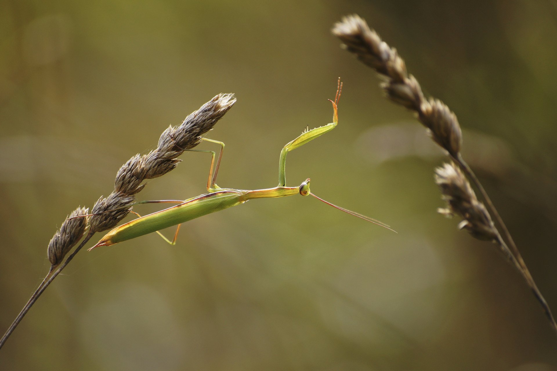 Download Grass Macro Insect Animal Praying Mantis HD Wallpaper