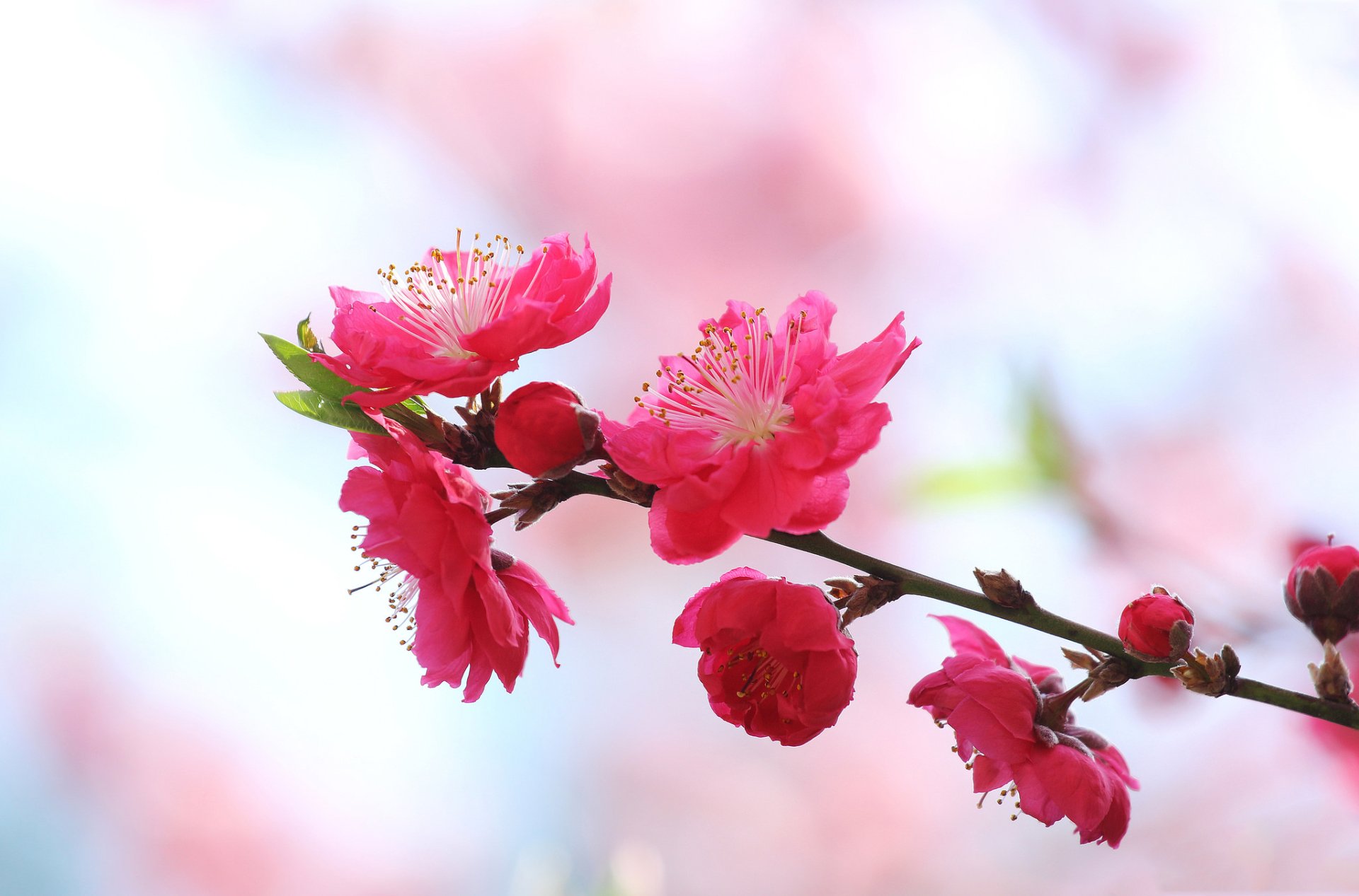 Download Nature Close-up Pink Flower Flower Branch Blossom HD Wallpaper ...