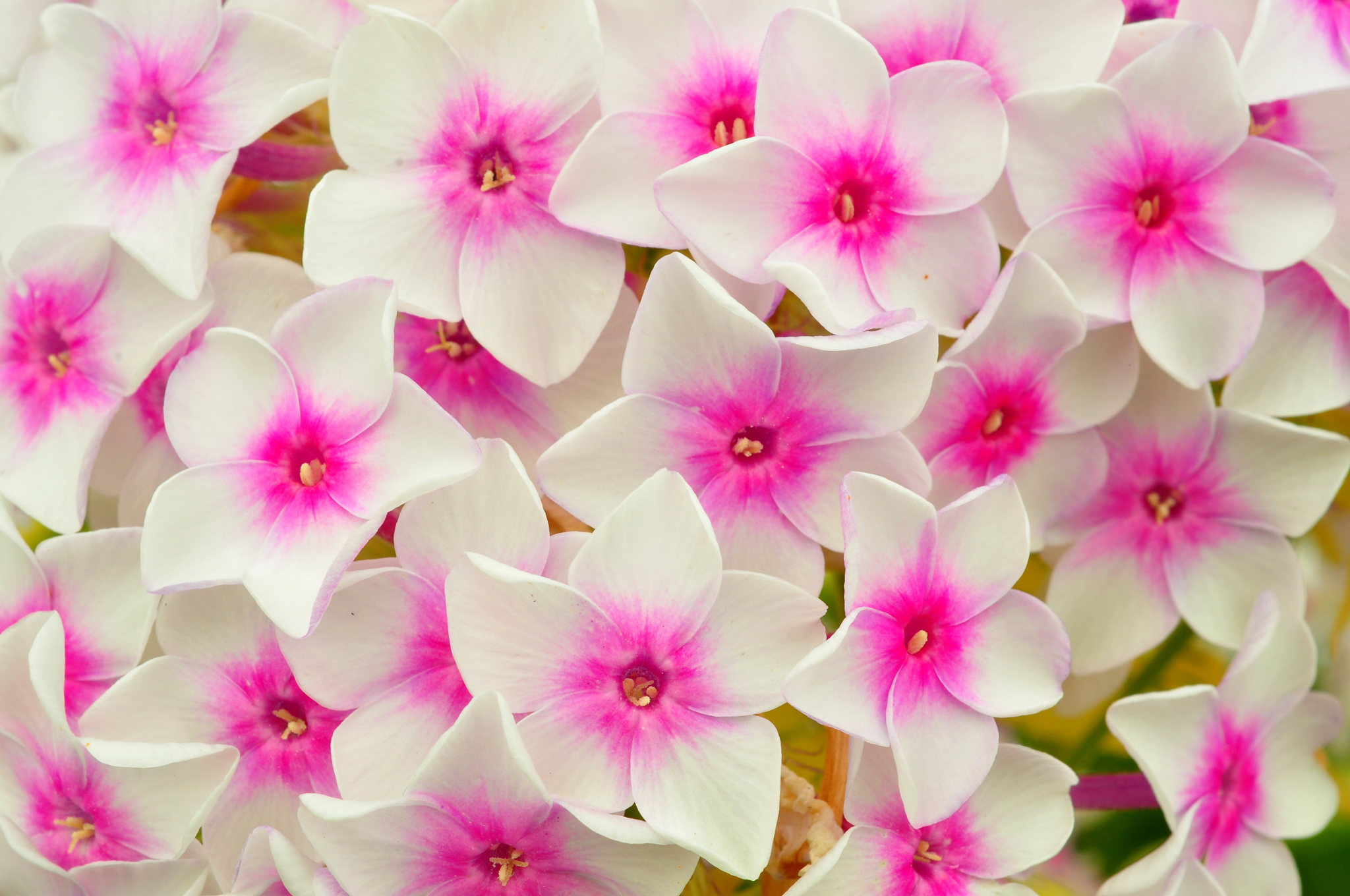 Pink and White Phlox Flowers