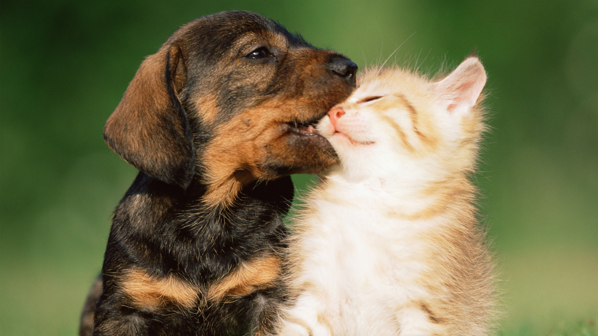 Cute Kitten Puppy HD Wallpaper Adorable Animal Friends Cute Kitten Puppy HD Wallpaper Adorable Animal Friends