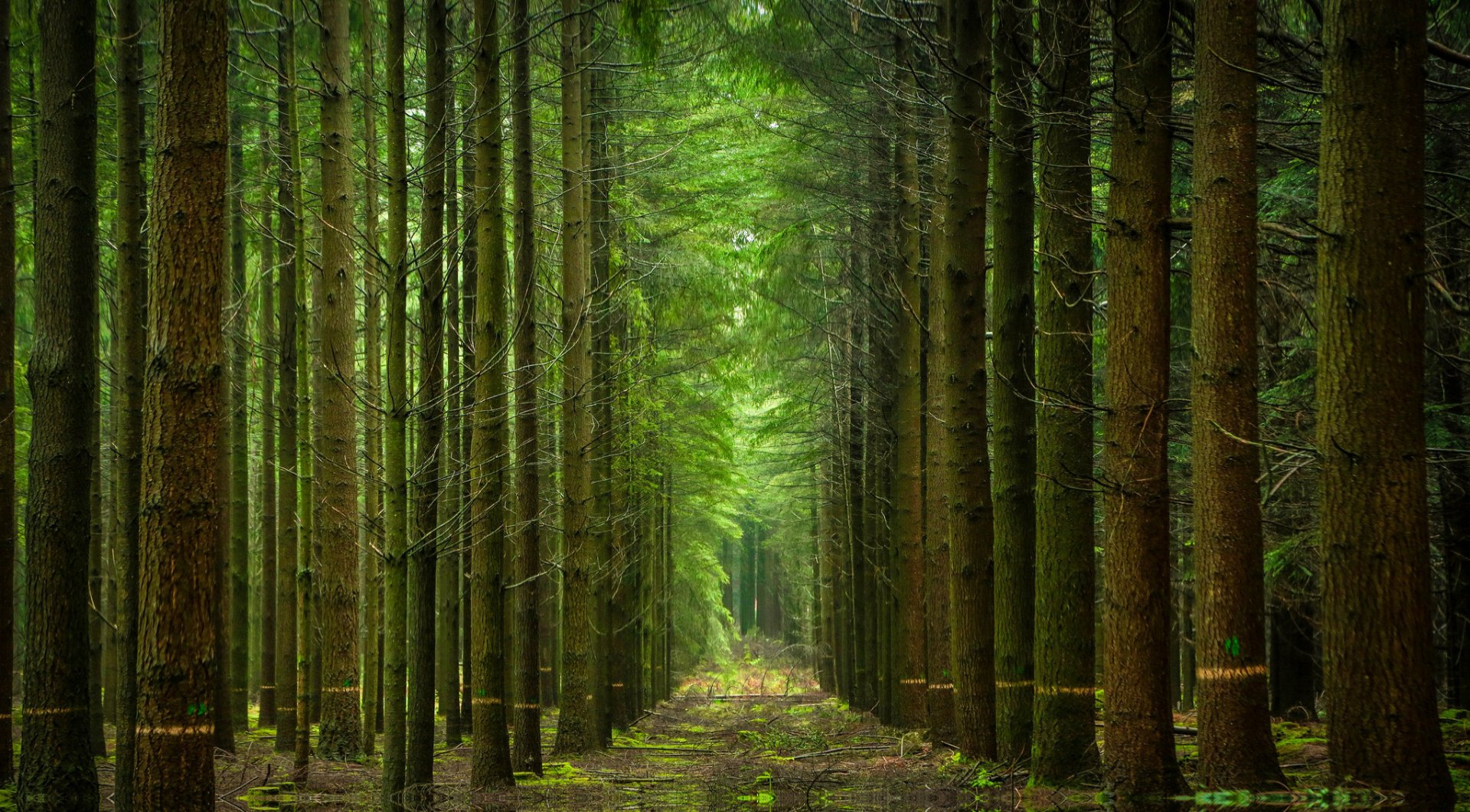 Serene Forest Path HD Wallpaper: Nature's Tranquil Green Tunnel