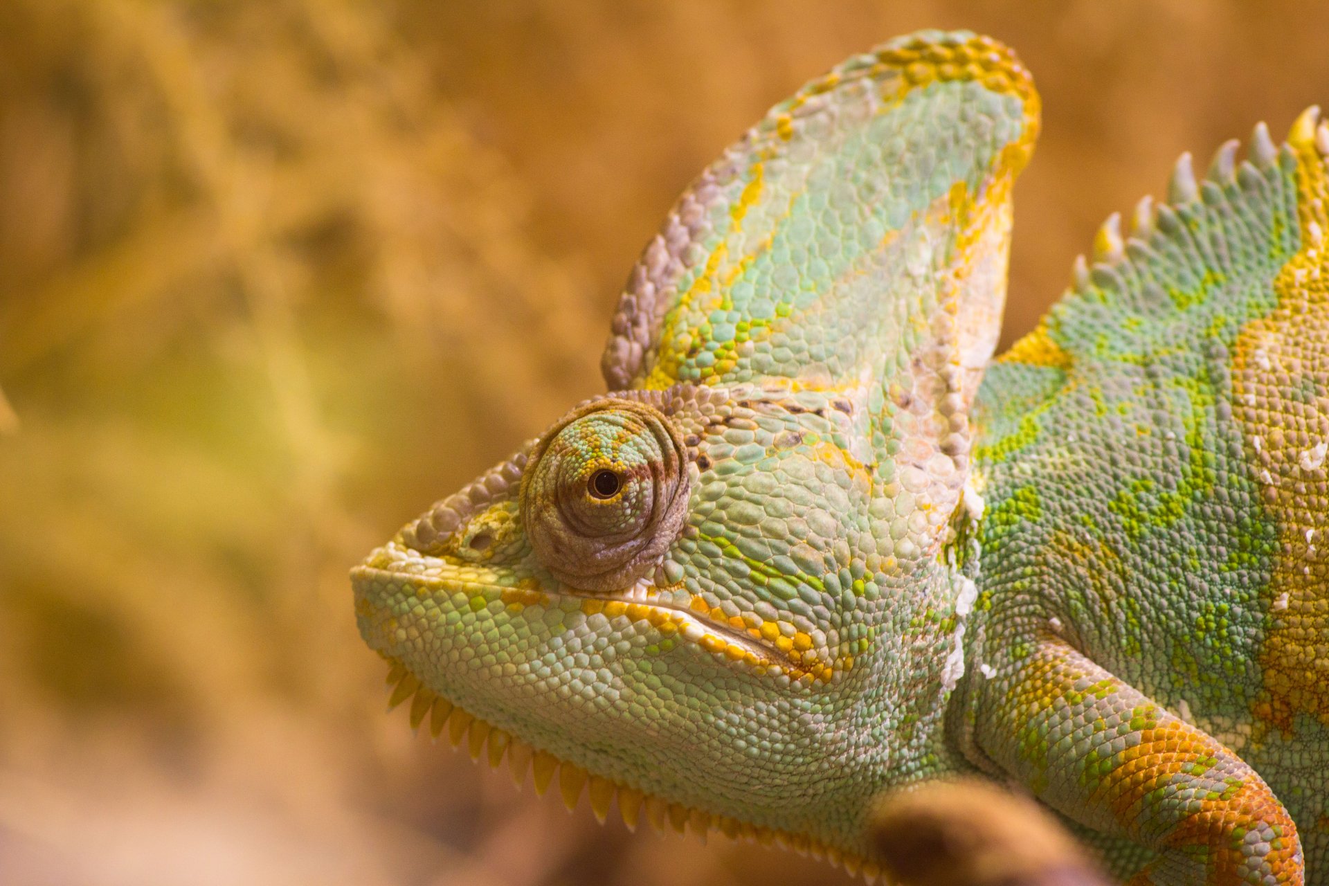 Chameleon 4k Ultra HD Wallpaper by Cloudtail the Snow Leopard