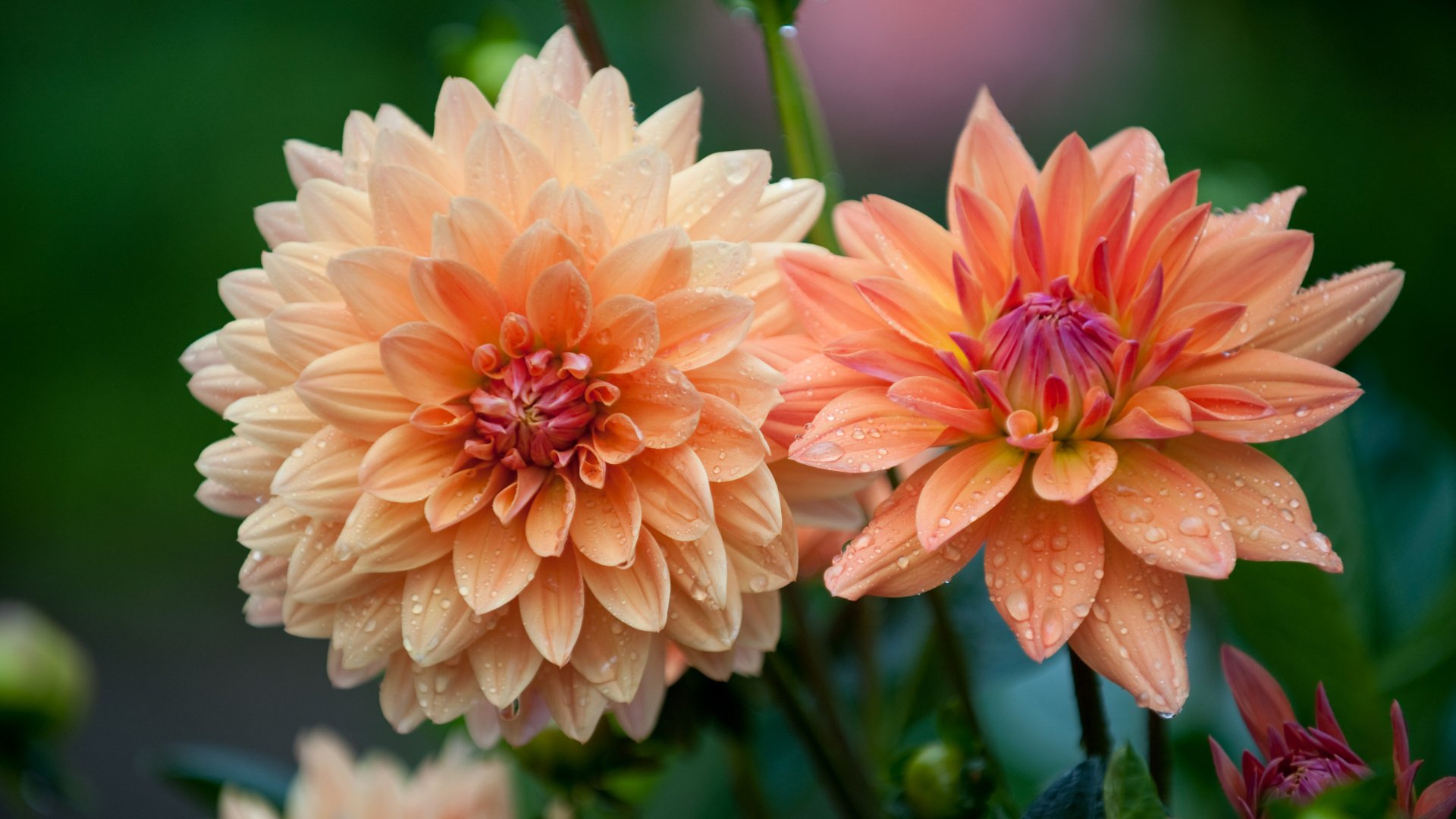 Download Water Drop Orange Flower Close-up Flower Nature Dahlia 4k ...