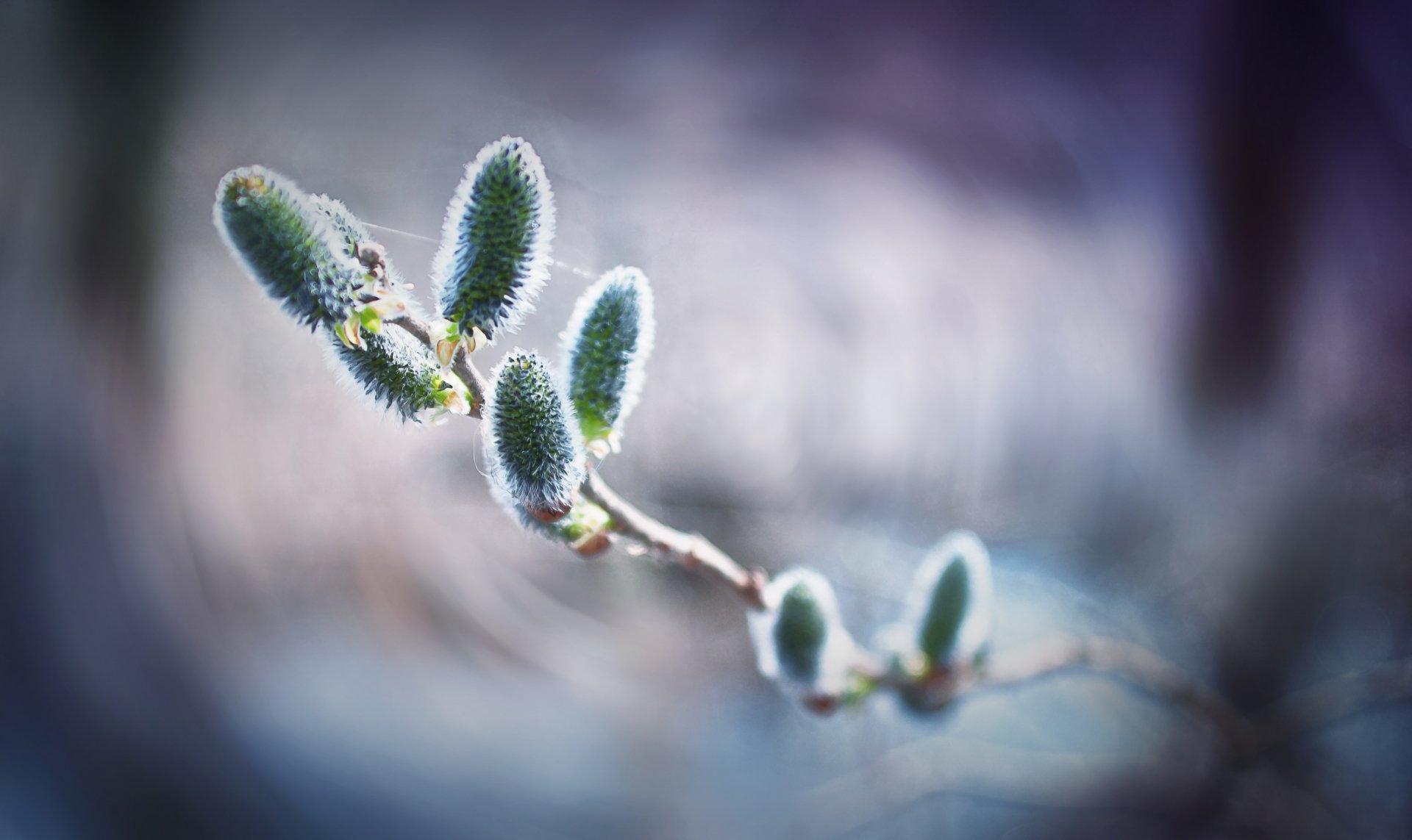 Download Bokeh Nature Branch 4k Ultra HD Wallpaper