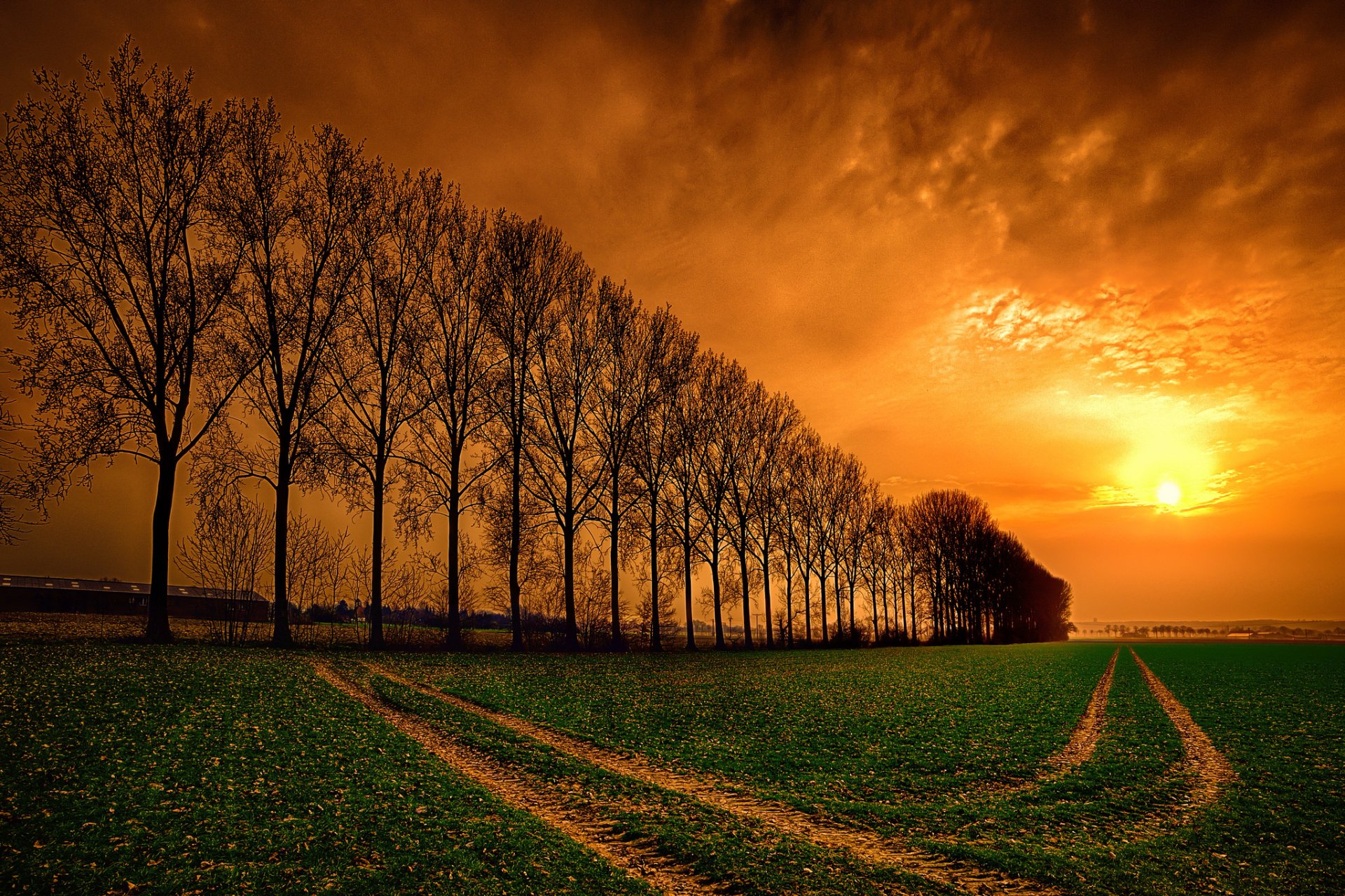 Download Path Grass Field Orange (Color) Silhouette Tree Nature Sunset ...
