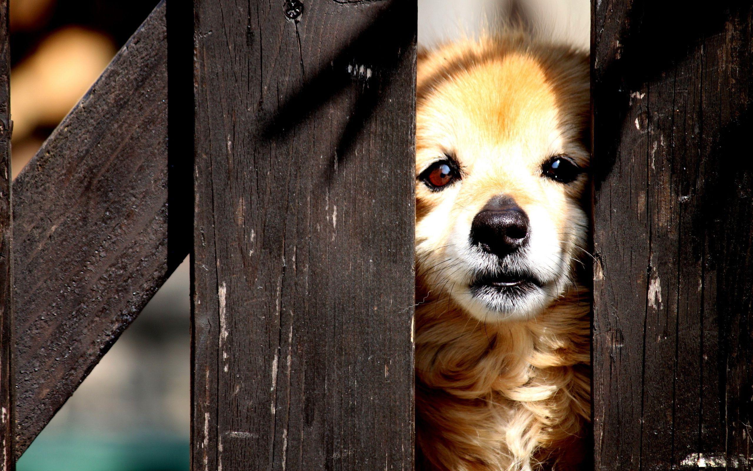 Download Cute Face Fence Dog Animal Puppy HD Wallpaper