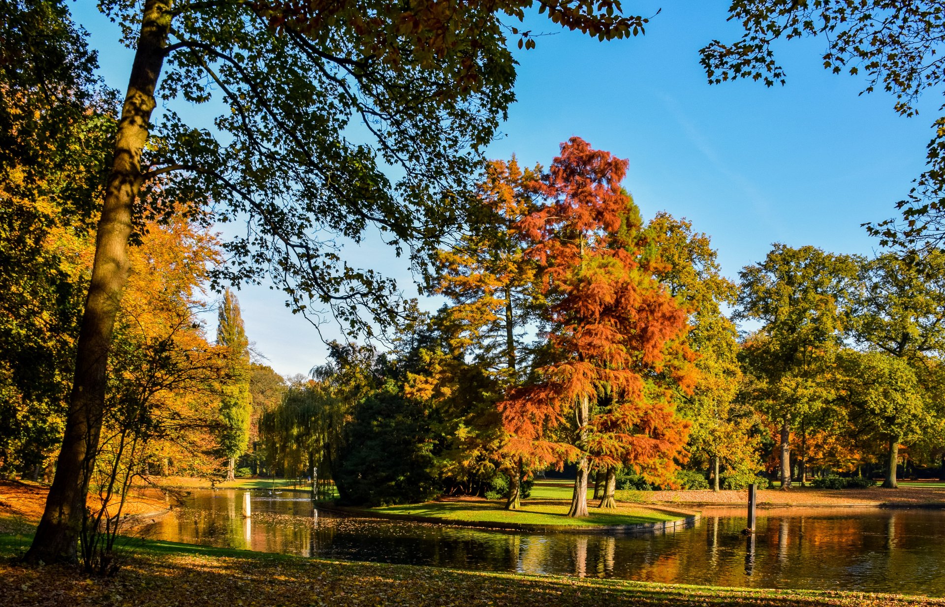 Download Netherlands Nature Tree Fall Pond Photography Park 4k Ultra HD ...