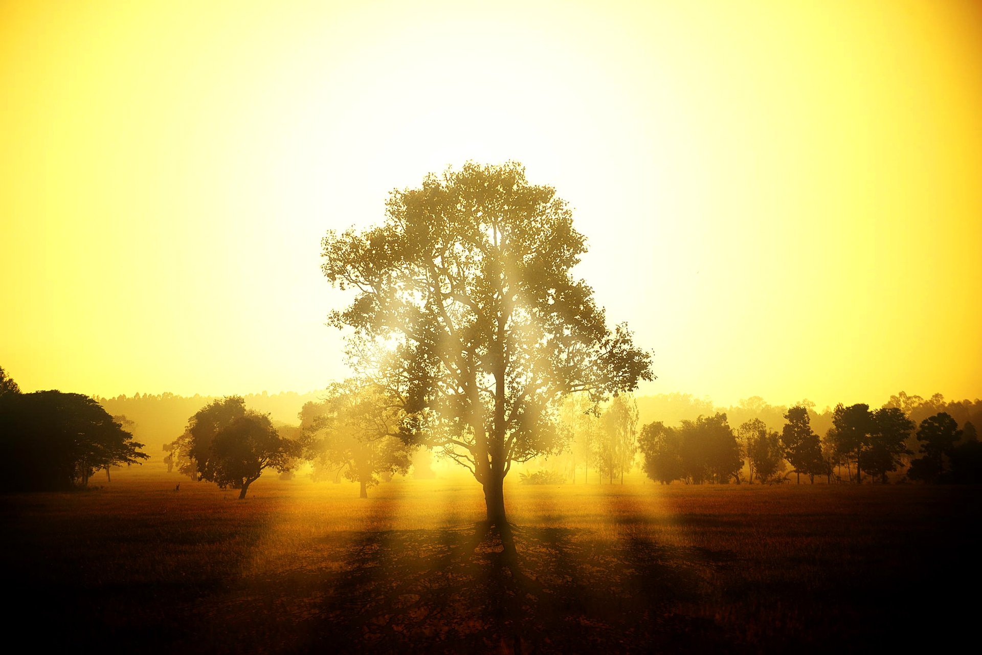 Download Golden Landscape Nature Tree Sunset Sky Sunbeam HD Wallpaper