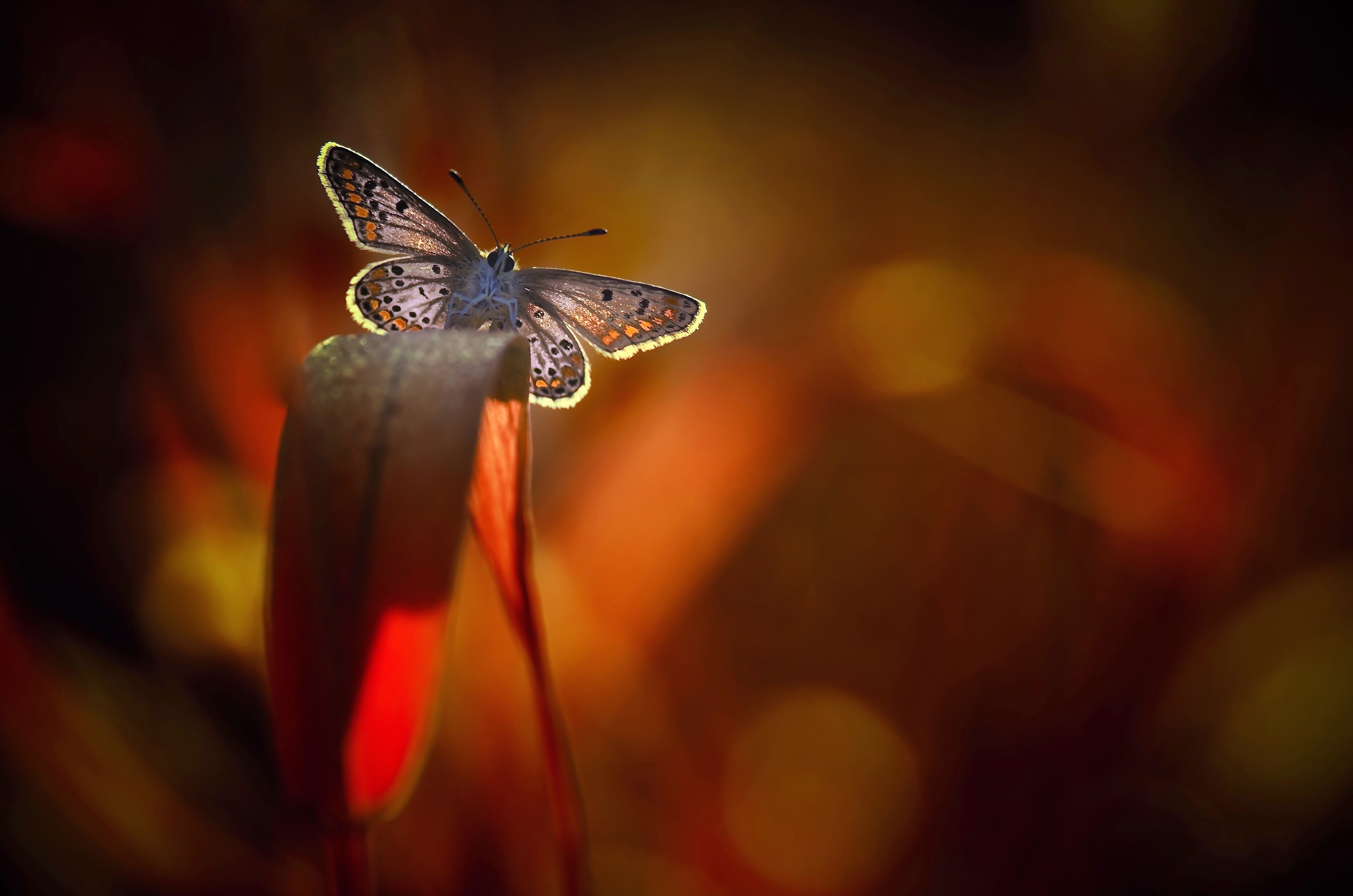 Download Bokeh Insect Animal Butterfly 4k Ultra HD Wallpaper