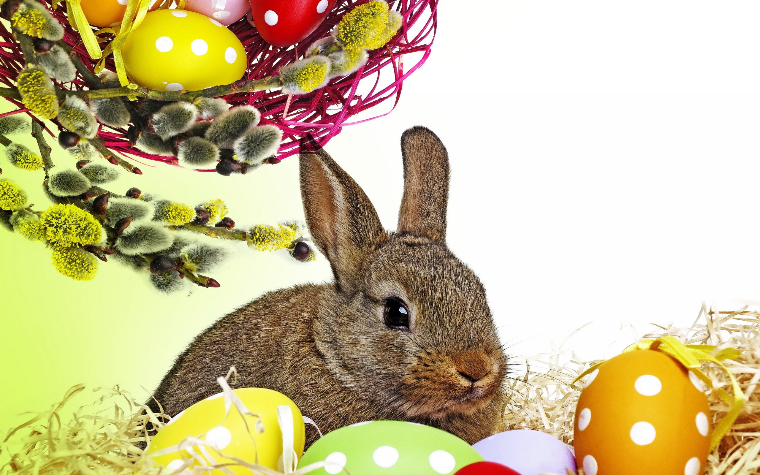 Download Rabbit Egg Bunny Holiday Easter HD Wallpaper