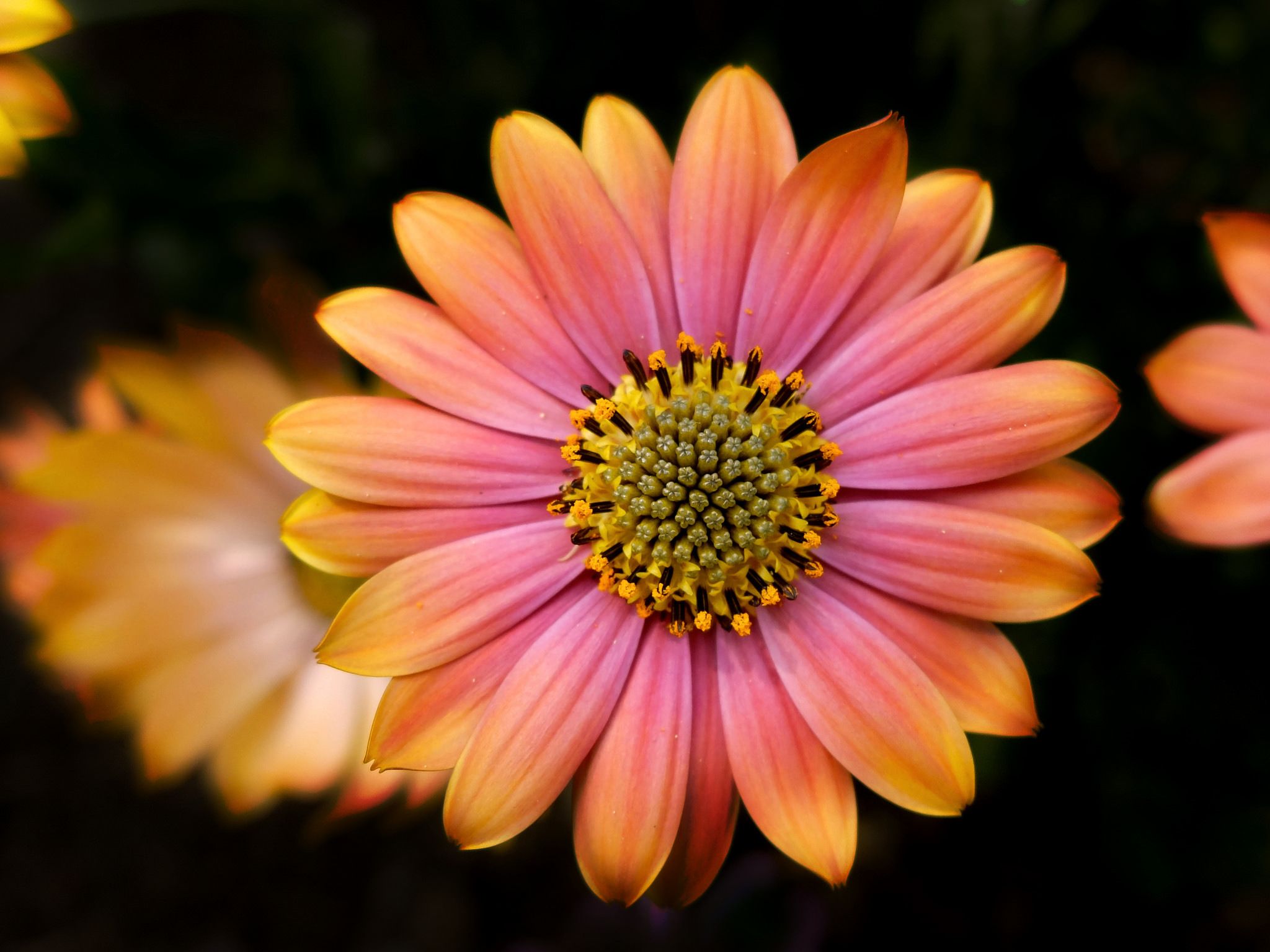 Download Pink Flower Nature Close-up Flower Daisy HD Wallpaper