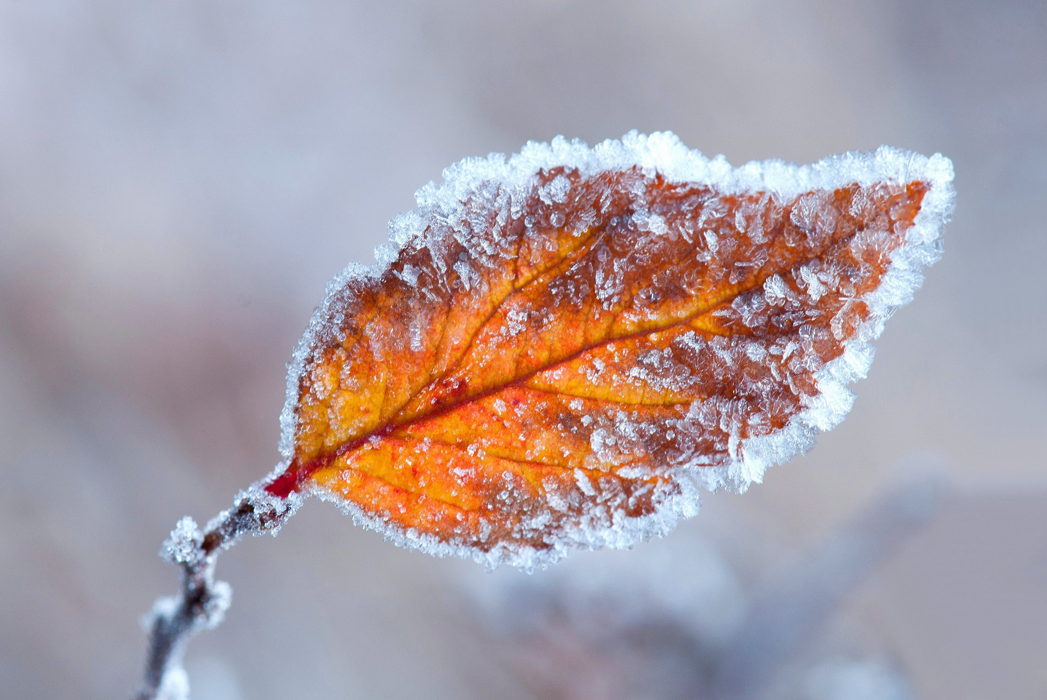 Download Fall Nature Frost Leaf HD Wallpaper