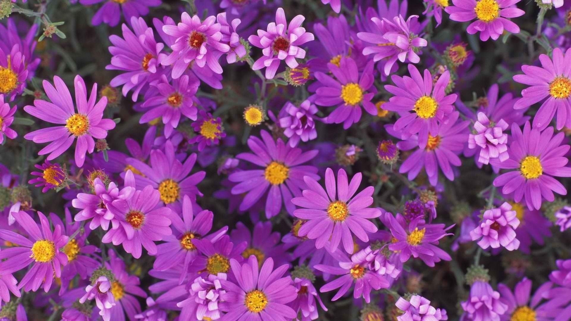Download Purple Flower Flower Nature Close-up Daisy HD Wallpaper