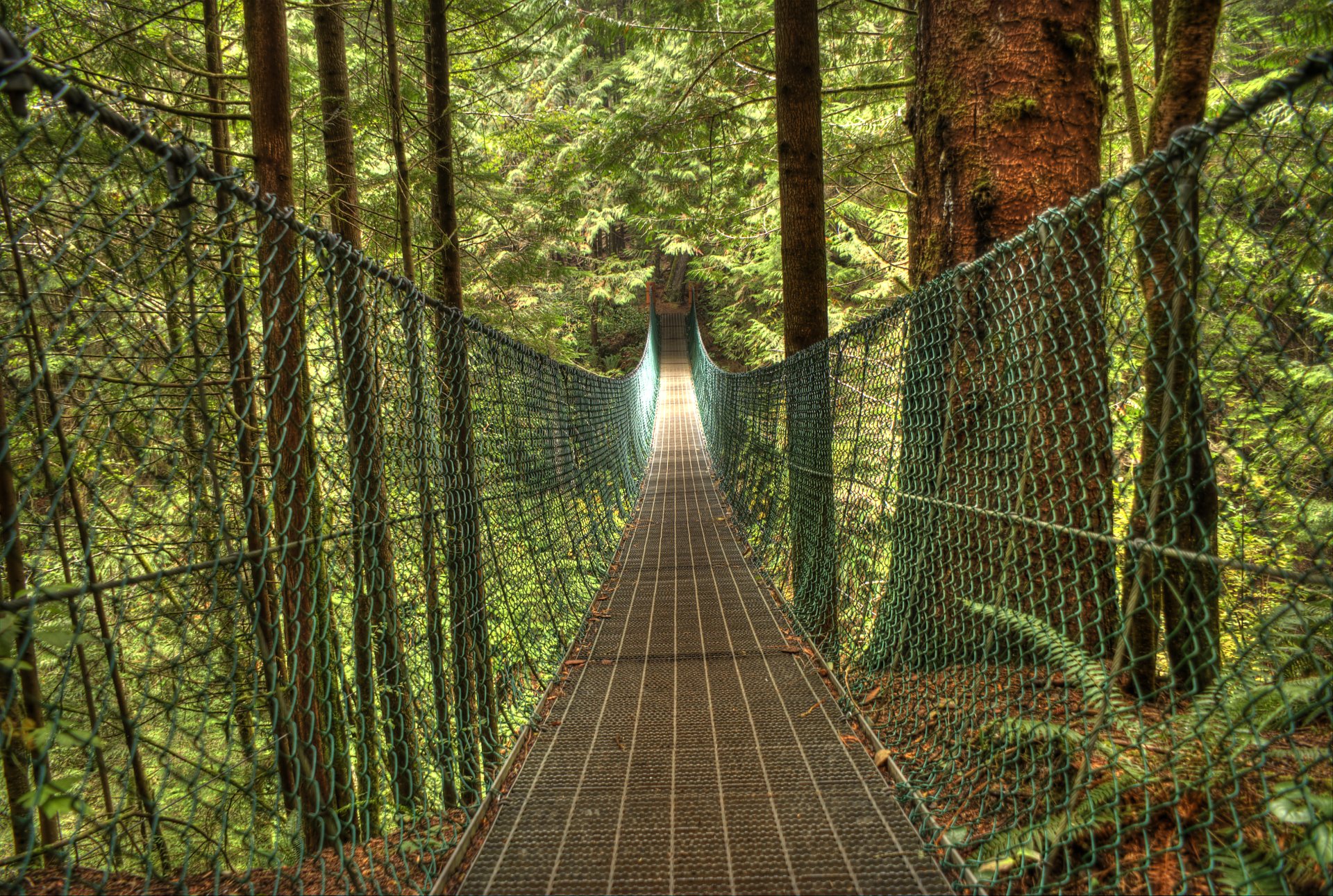 Bridge In Forest Hd