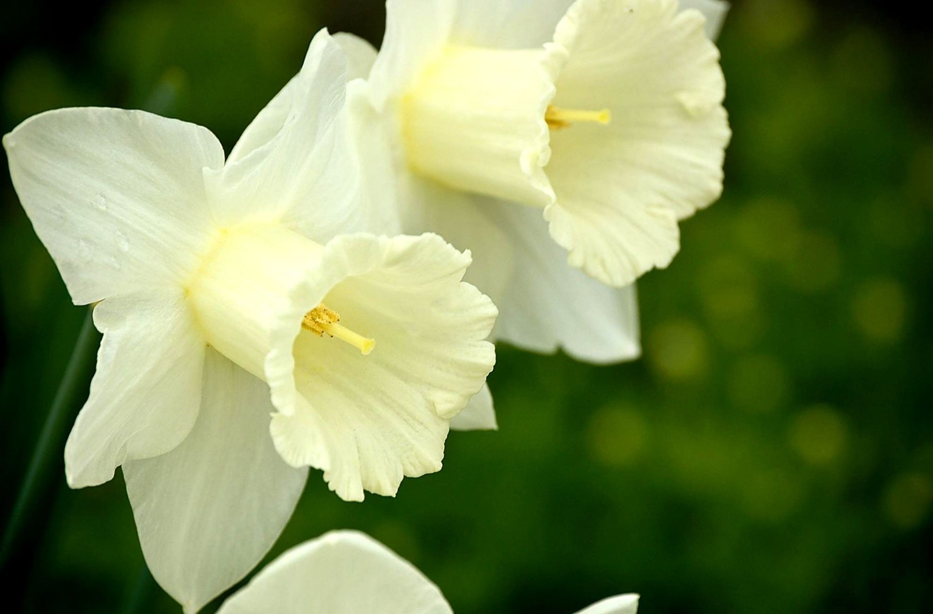 Download White Flower Close-up Narcissus Flower Nature Daffodil HD ...