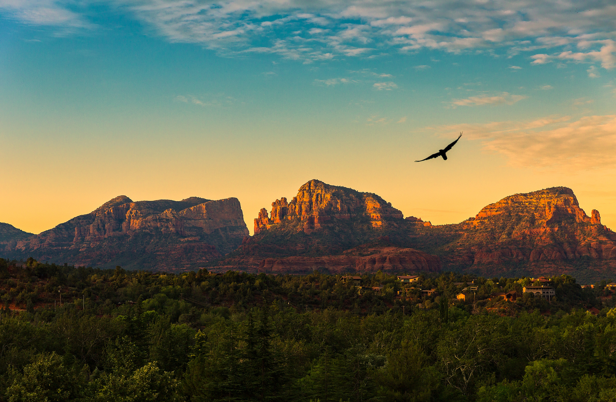 Download Forest Bird Mountain Arizona Photography Landscape HD Wallpaper
