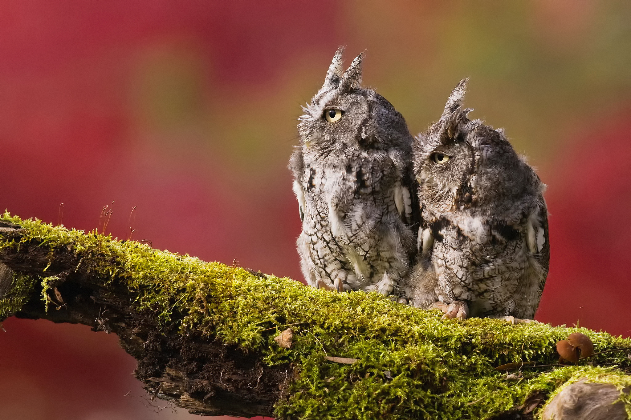 Mystic Moss Owls HD Wallpaper: Blurred Beauty of Nature
